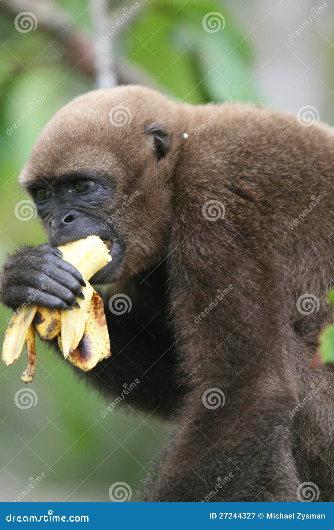 Woolly Monkey in Amazon stock image. Image of eating - 27244327