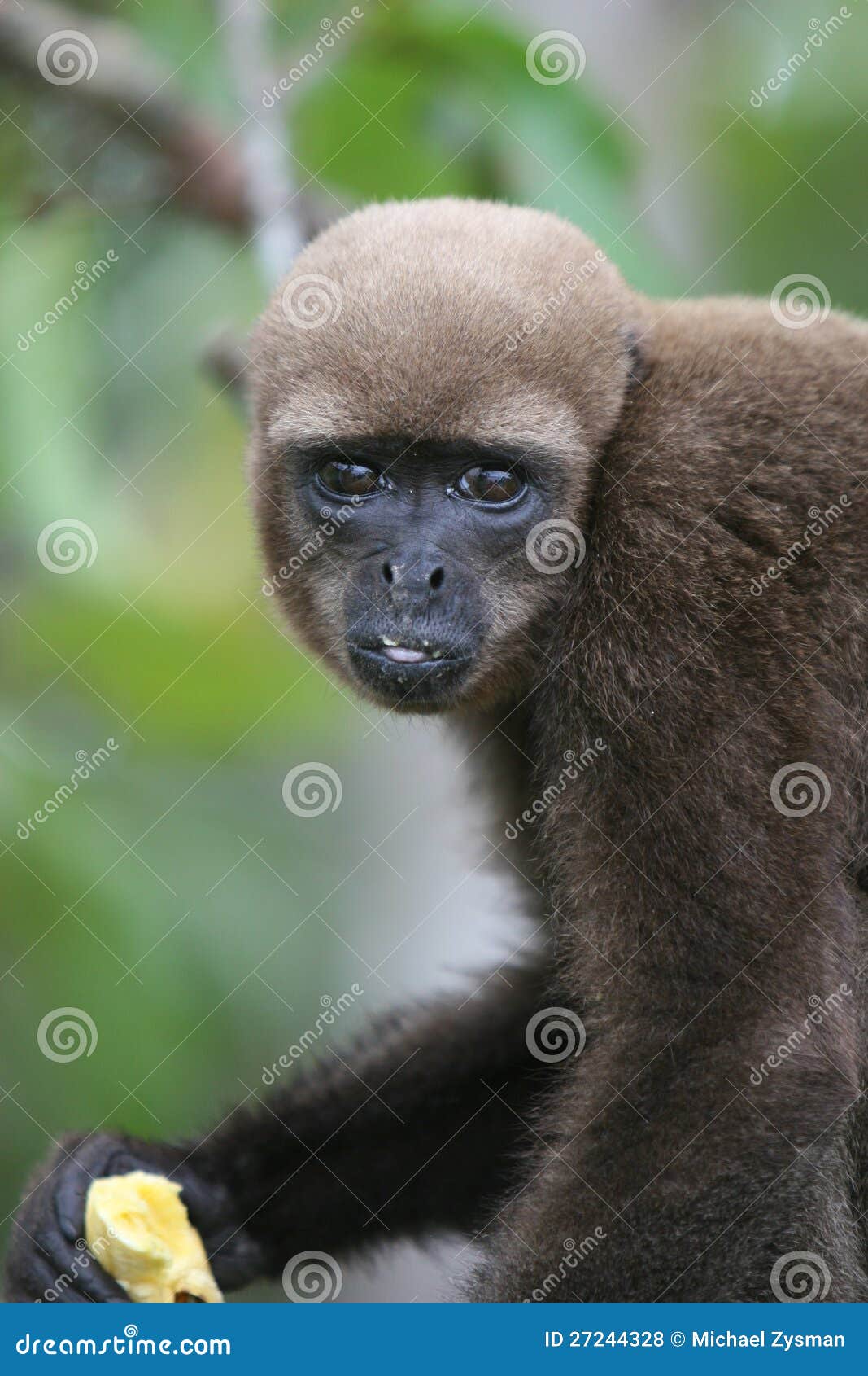 Woolly Monkey in Amazon stock photo. Image of monkey - 27244328