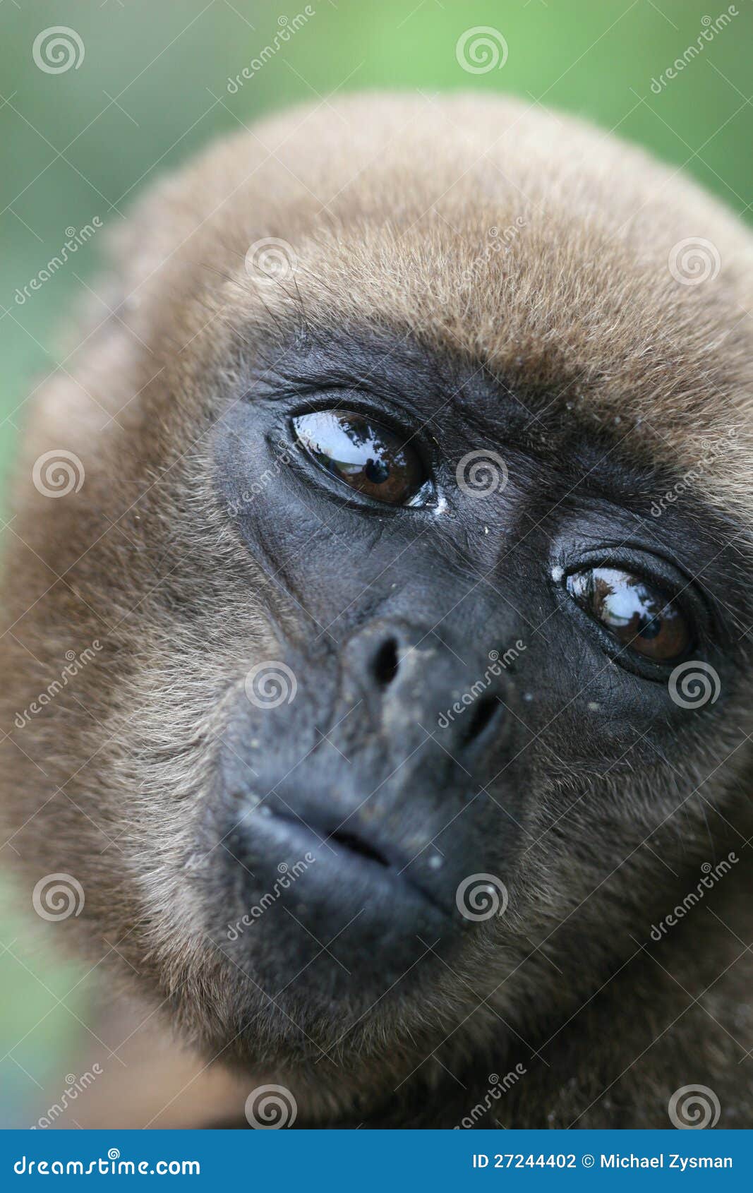 Woolly Monkey in Amazon stock photo. Image of woolly - 27244402