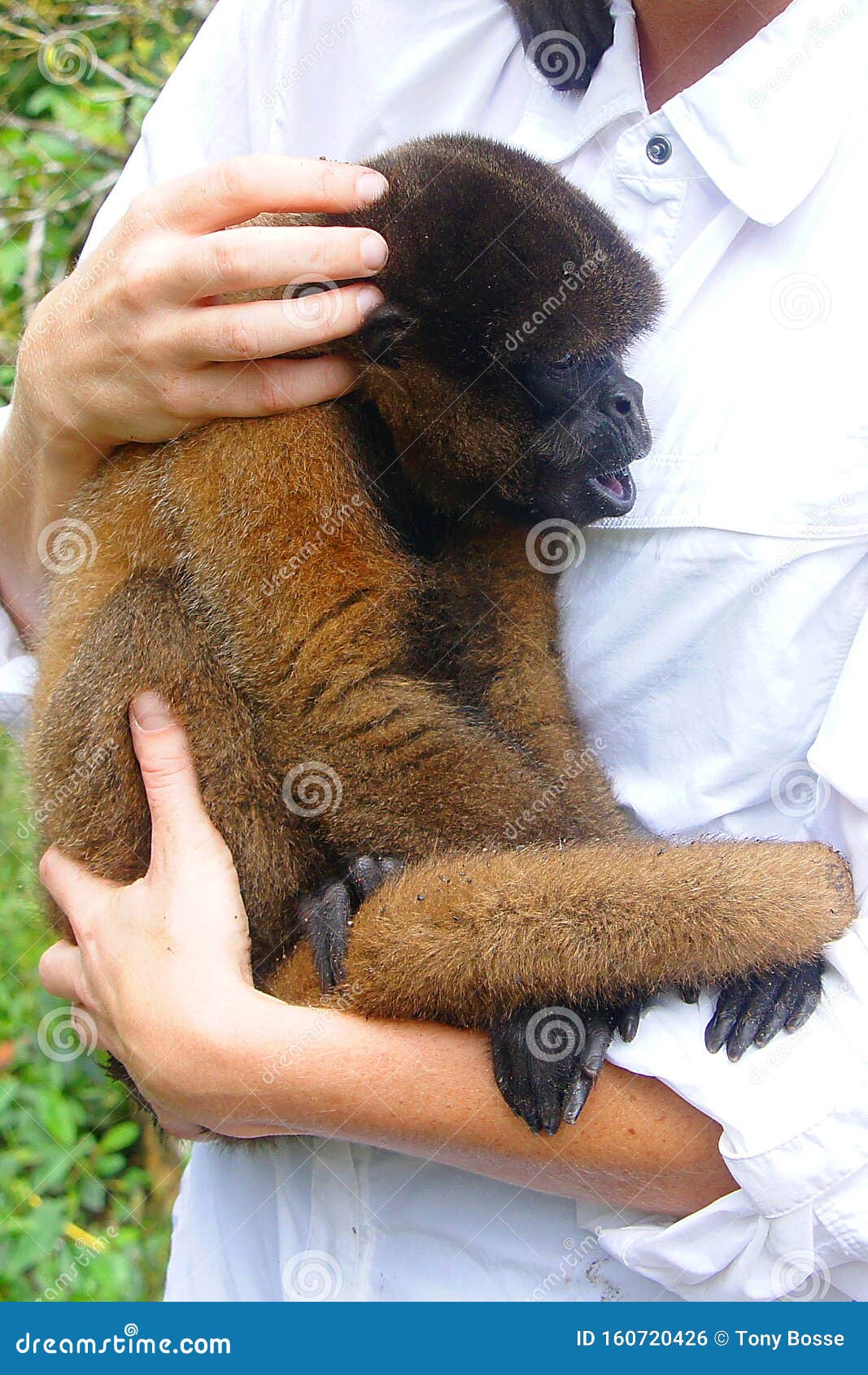 A Woolly Monkey in the Arms of a Handler Stock Photo - Image of ...