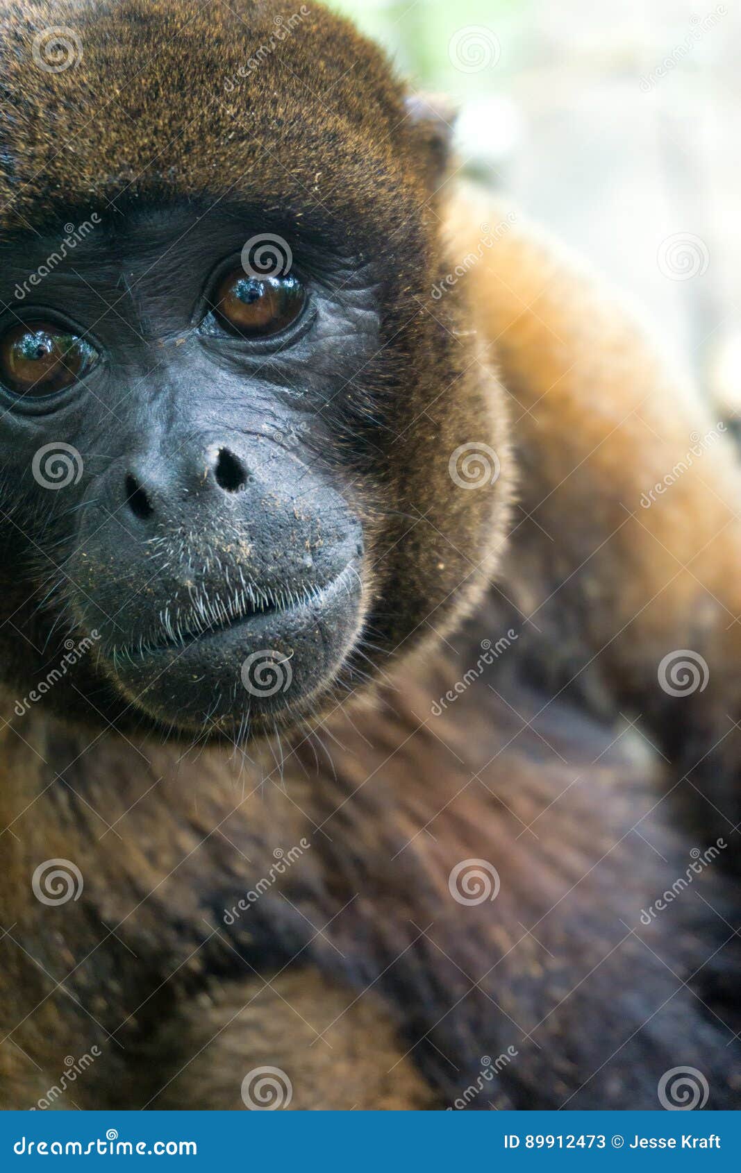 Woolly Monkey Closeup stock image. Image of peru, young - 89912473