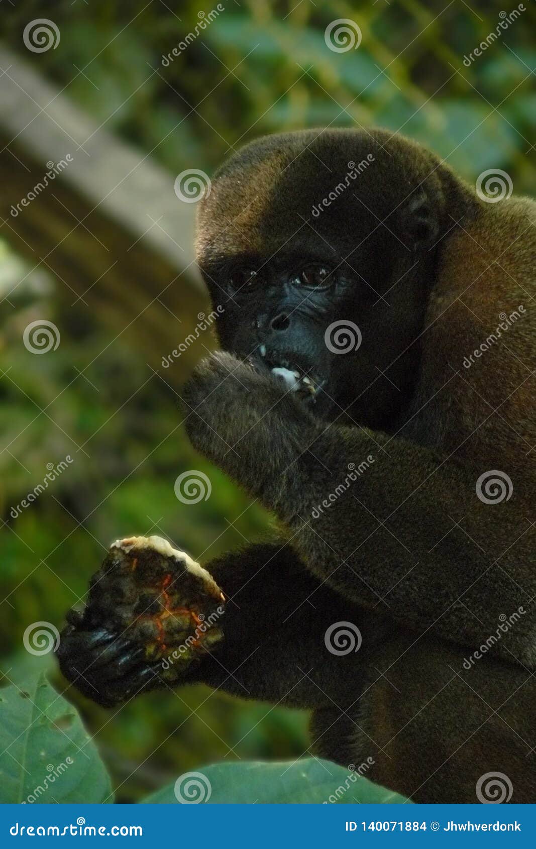 Woolly Monkey Eating Chiramoya Stock Photo - Image of eating ...