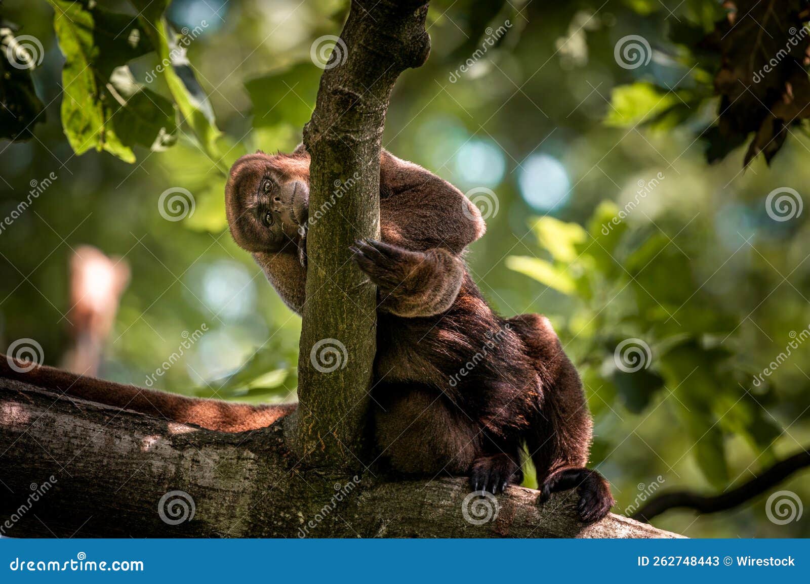 Woolly Monkey on a Forest Tree Stock Image - Image of tail, beautiful ...