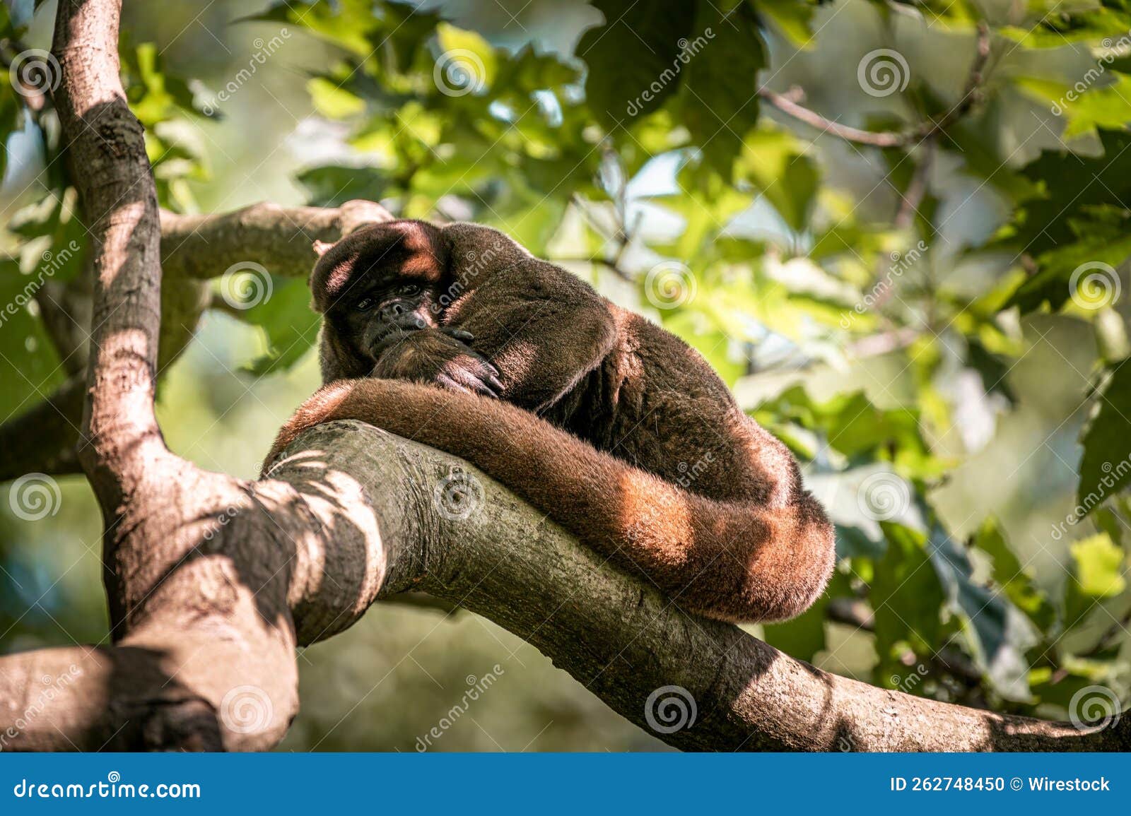 Woolly Monkey on a Forest Tree Stock Photo - Image of habitat, wildlife ...