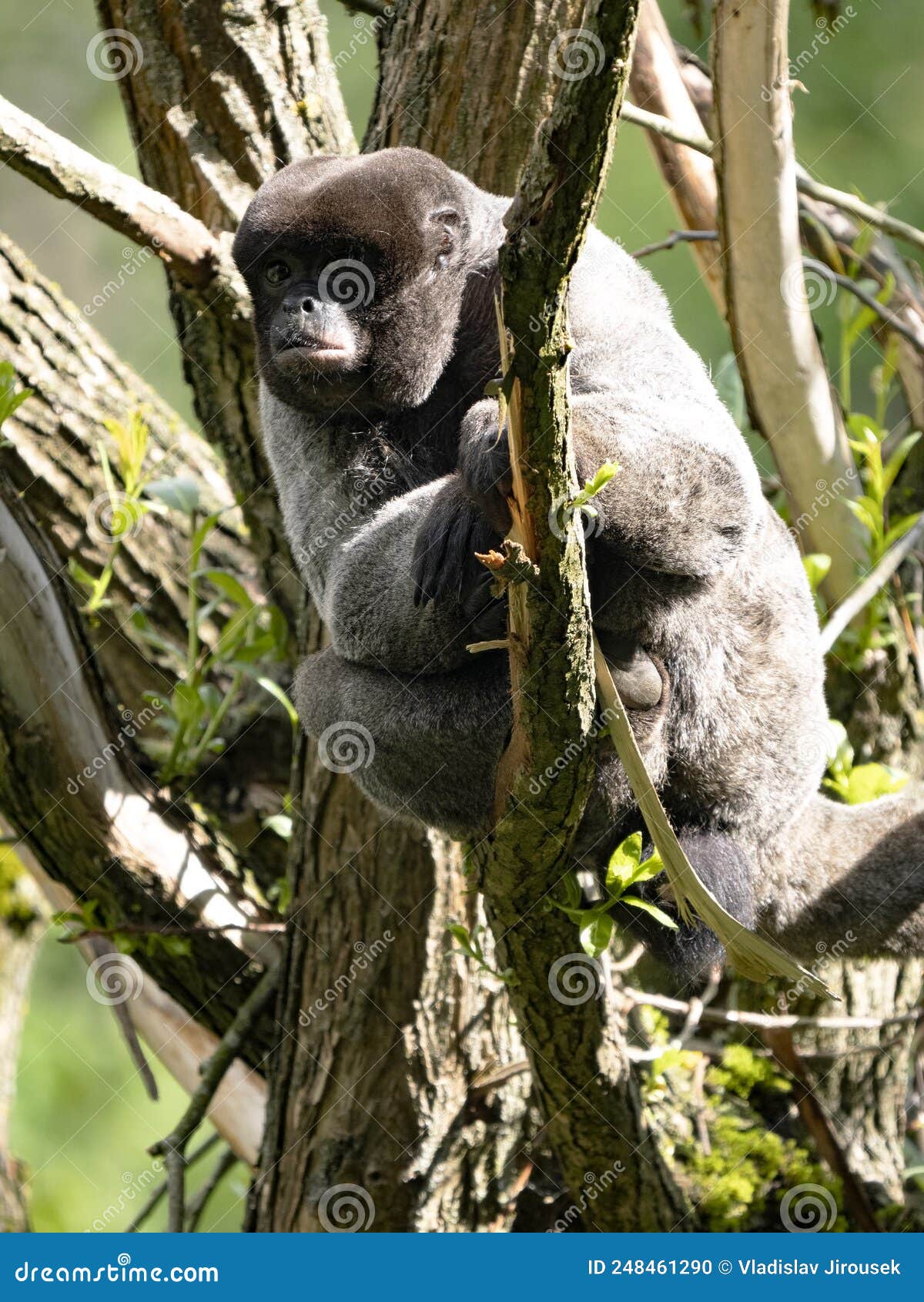Woolly Monkey, Lagothrix Lagotricha, Sits on a Tree and Basks in the ...