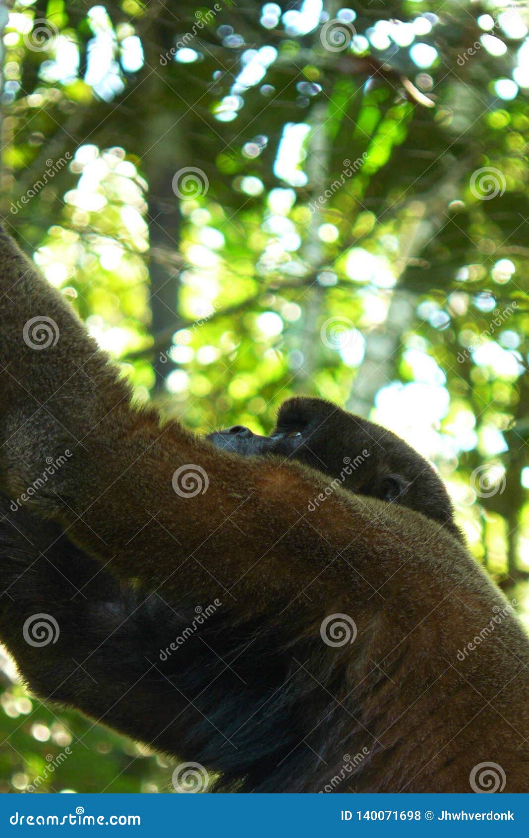 Woolly Monkey Looking Up in the Sky Stock Photo - Image of brown ...