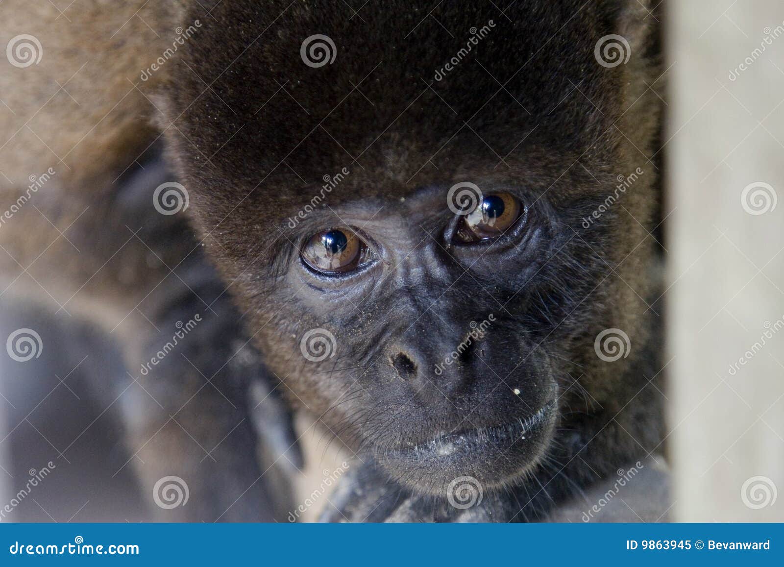 Woolly monkey peering stock image. Image of primates, atelidae - 9863945