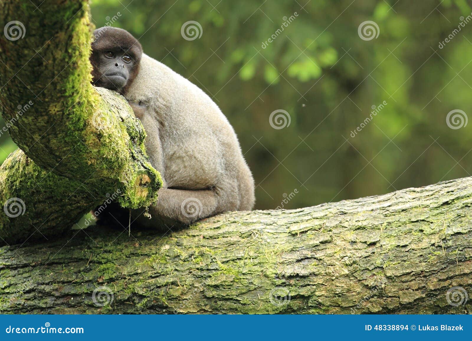 Woolly monkey stock photo. Image of america, mammal, sitting - 48338894