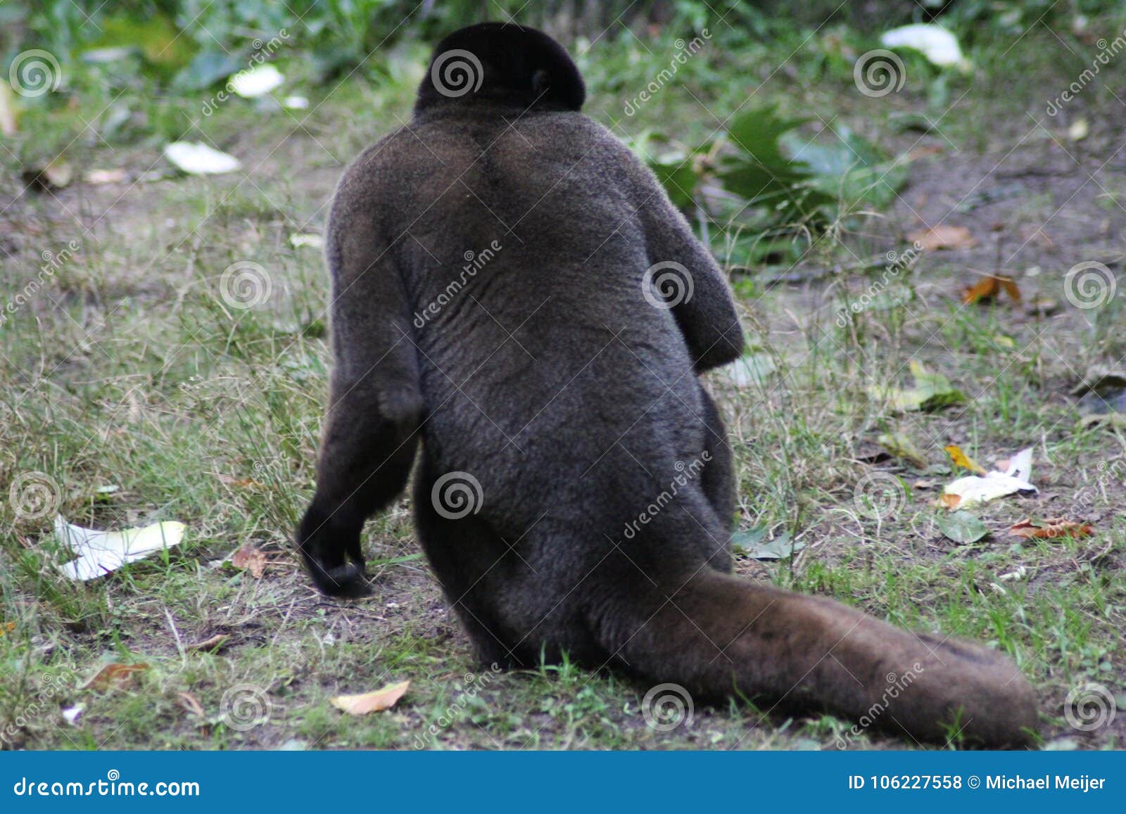 Woolly monkey in tree stock photo. Image of creature - 106227558