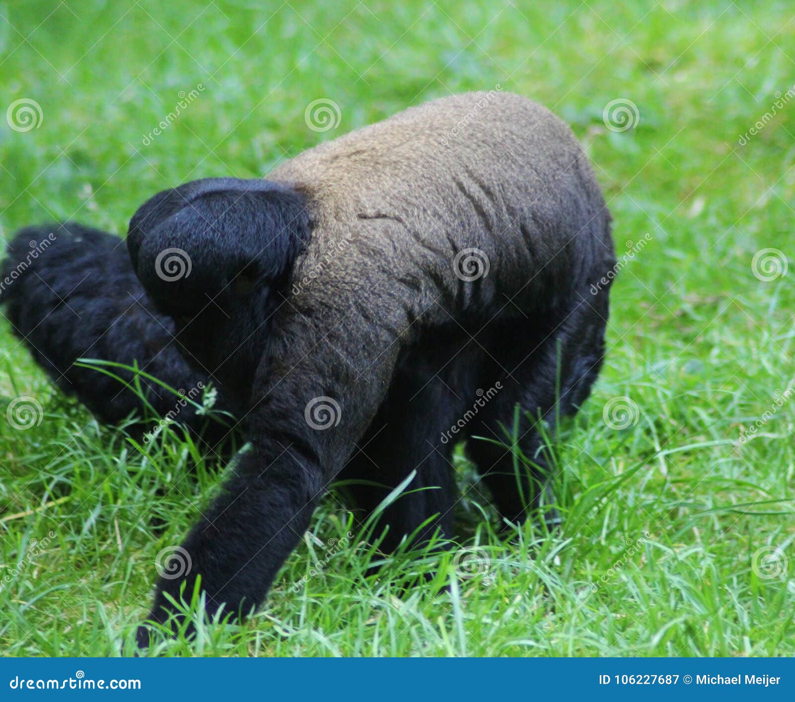 Woolly monkey in tree stock image. Image of eating, human - 106227687