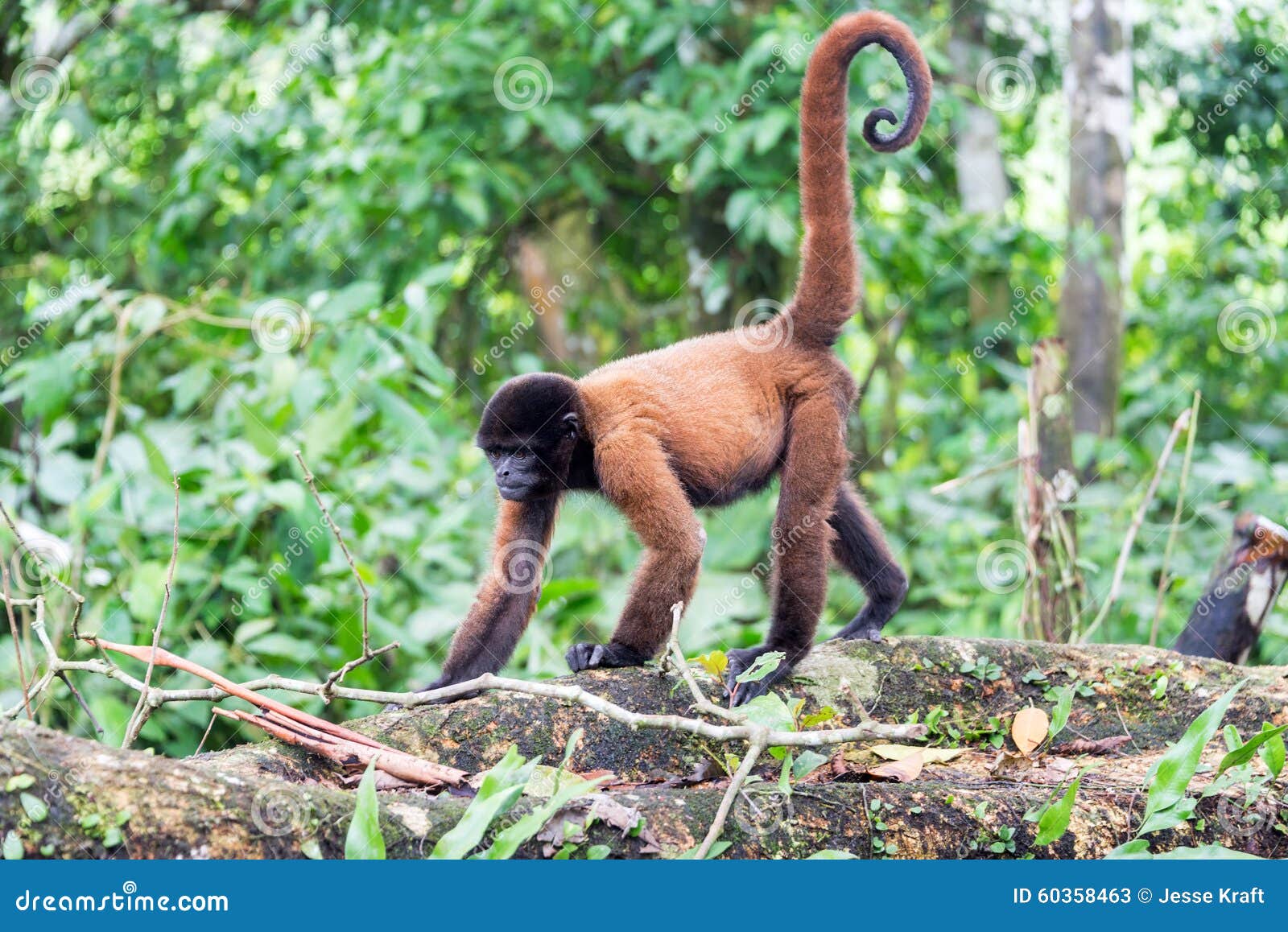 A Woolly Monkey In The Peruvian Rain Forest. Royalty-Free Stock Image ...
