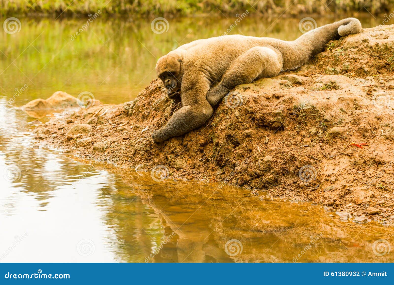 Woolly Monkey in the Wild stock photo. Image of amazon - 61380932