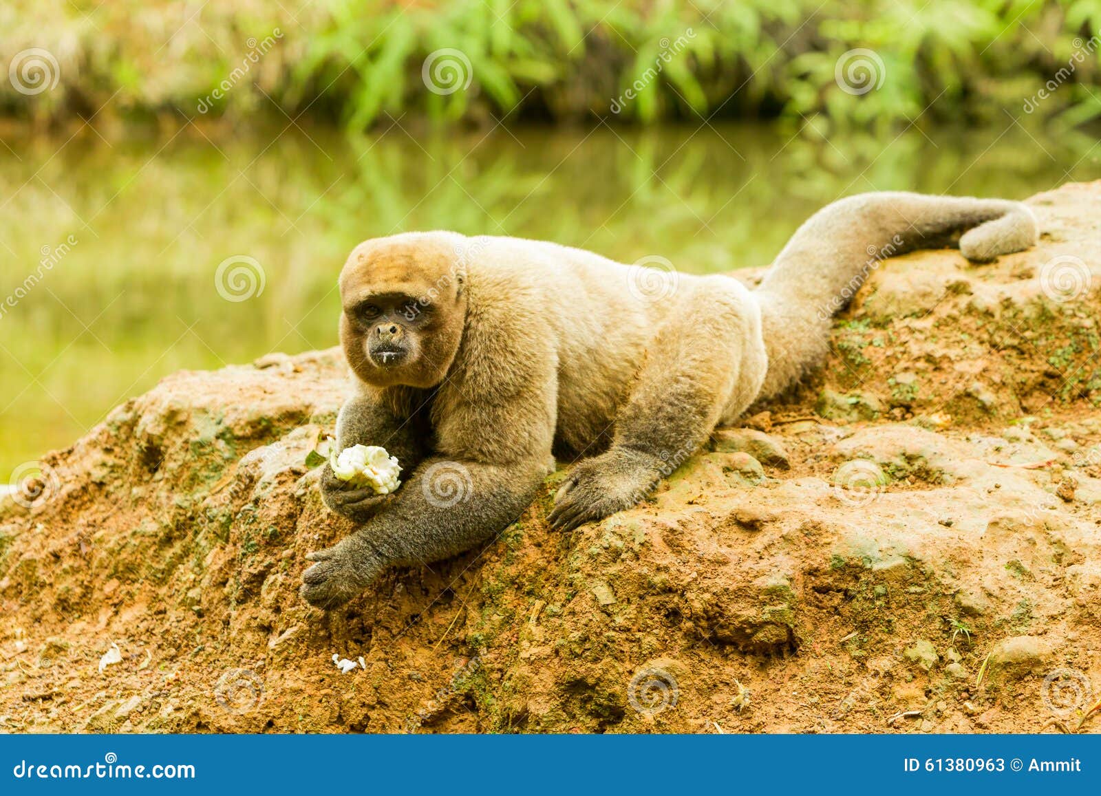 Tail Of A Woolly Monkey Royalty-Free Stock Photography | CartoonDealer ...