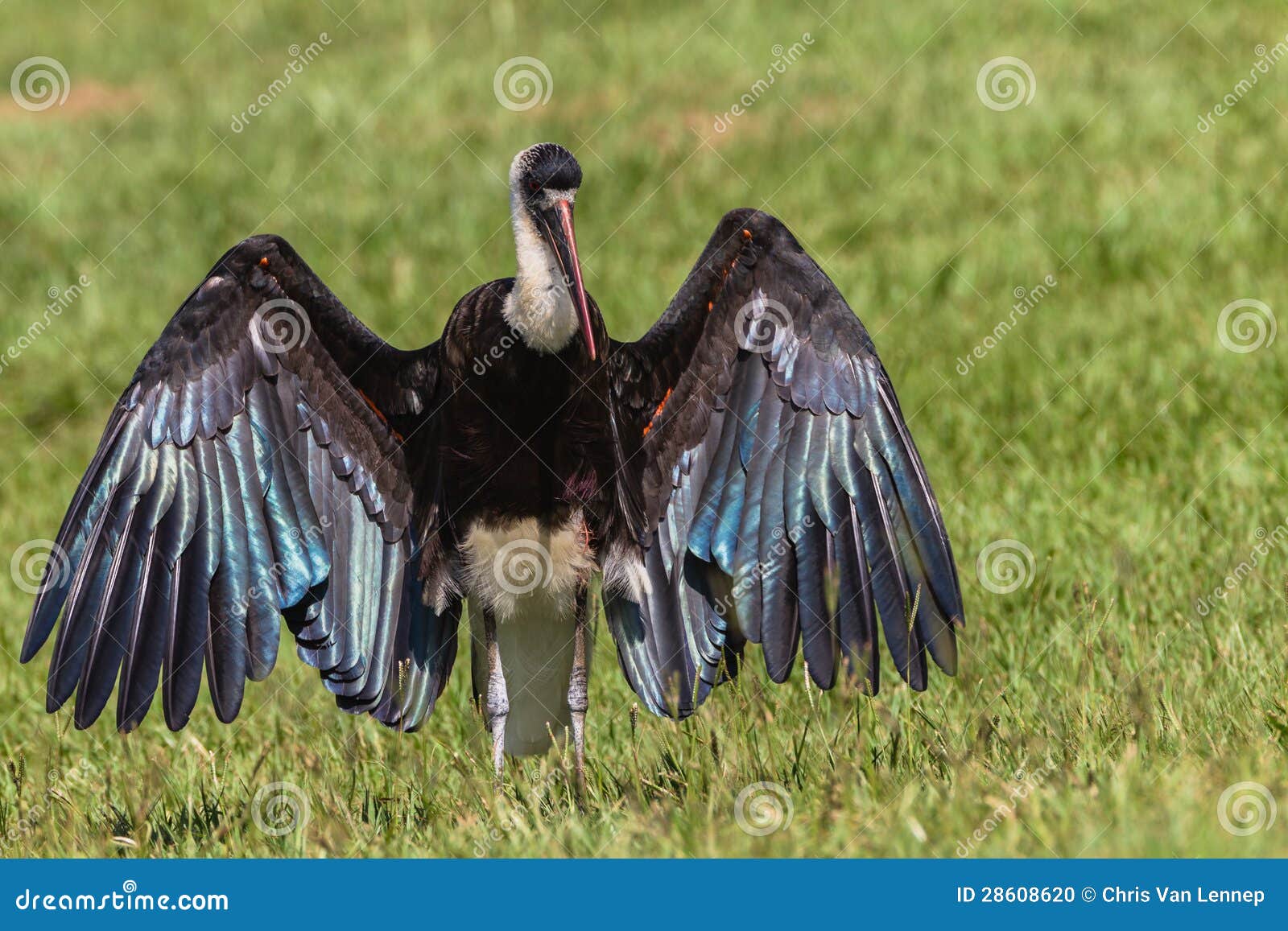 Woolly-Neck Stork Bird Wings Open Stock Photo - Image of color, reeds ...