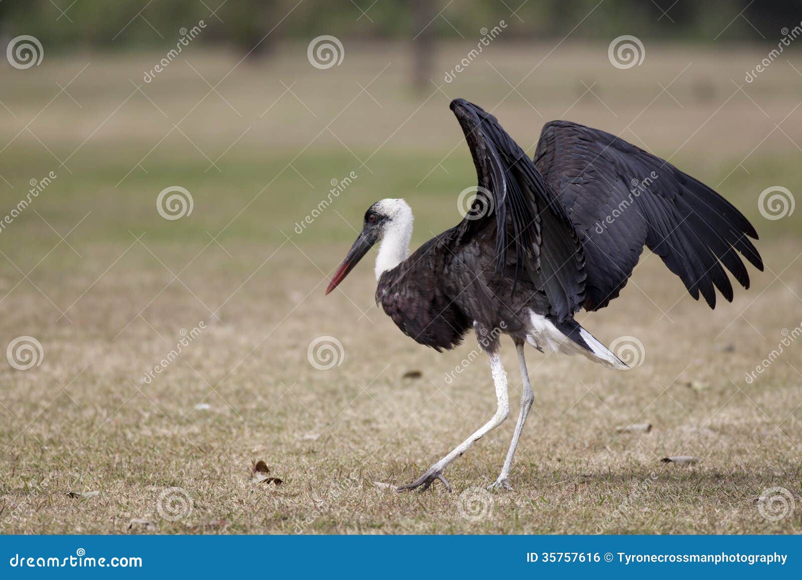 Woolly neck stork stock photo. Image of aquatic, stork - 35757616