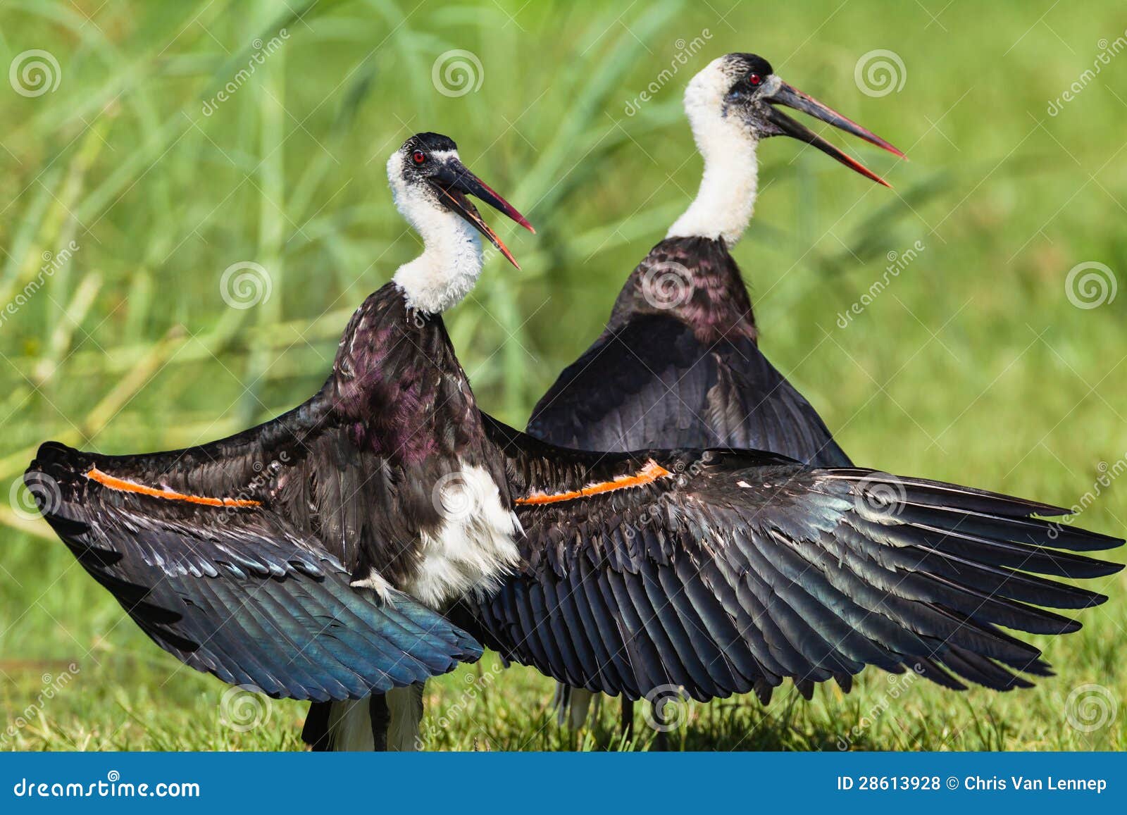 Woolly-Neck Storks Wings Open Stock Photo - Image of detail, stork ...