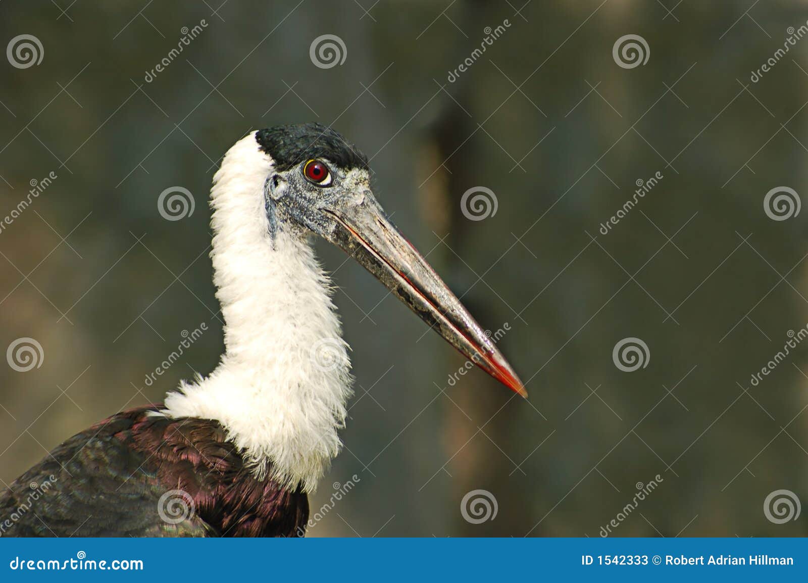 Woolly necked stork stock image. Image of sharp, ruff - 1542333