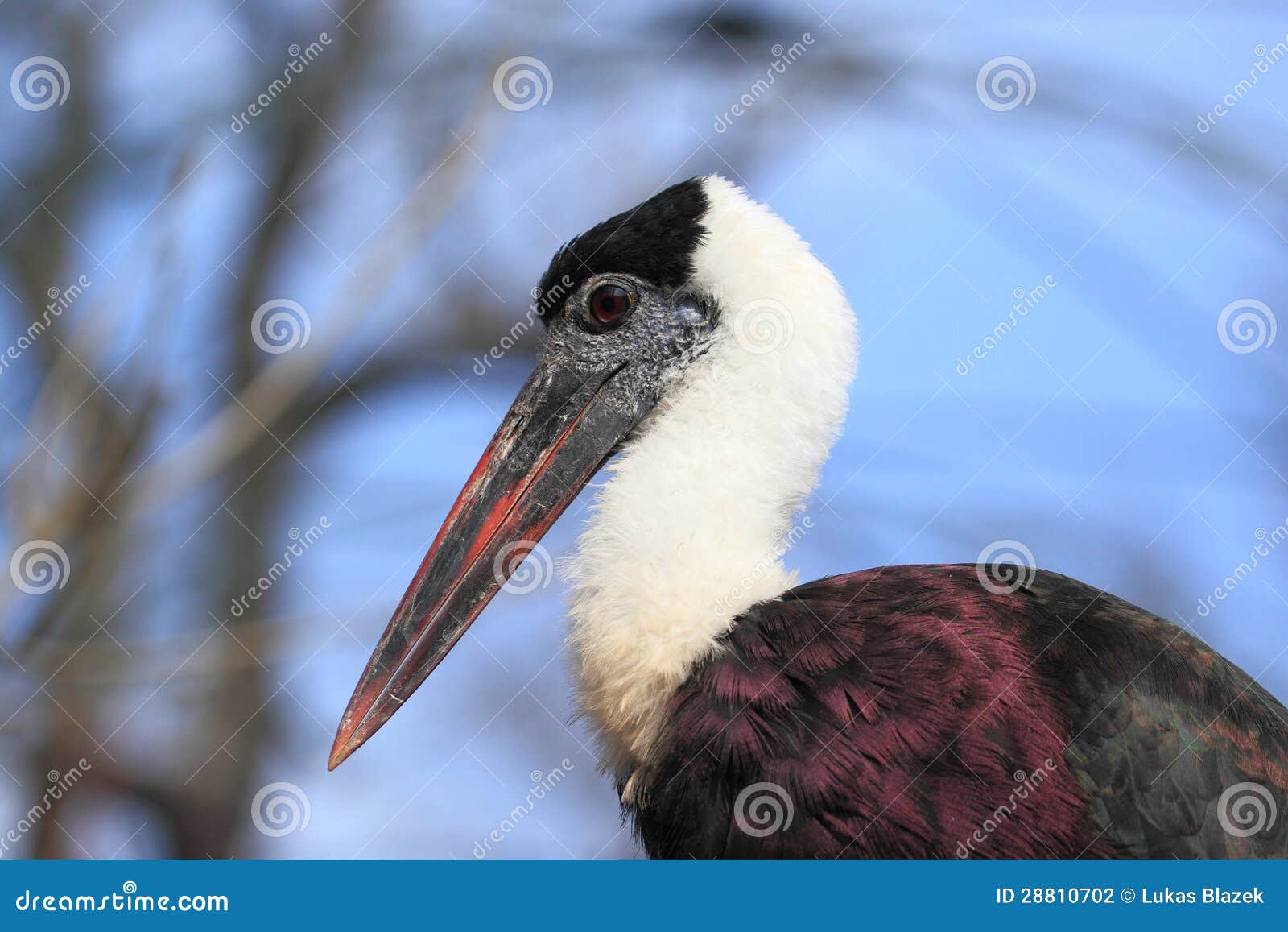 Woolly-necked stork stock photo. Image of necked, large - 28810702