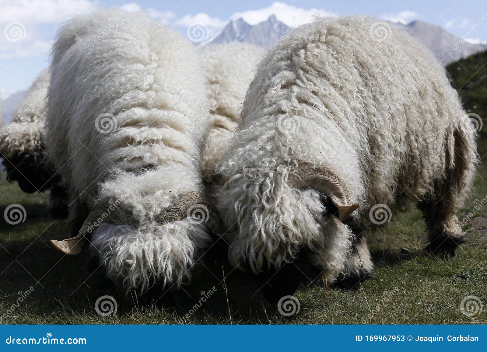 Woolly Sheep Grazing on the Mountain Stock Image - Image of white ...