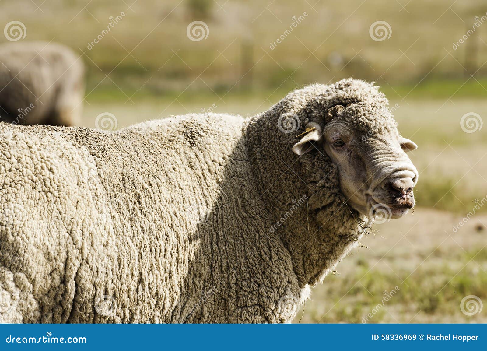 Woolly Sheep in Pasture stock image. Image of romedale - 58336969