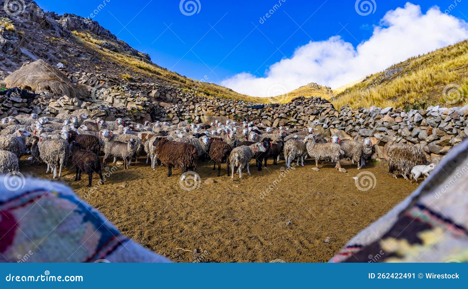 Woolly Sheep in the Sierra De Peru Stock Image - Image of field, animal ...