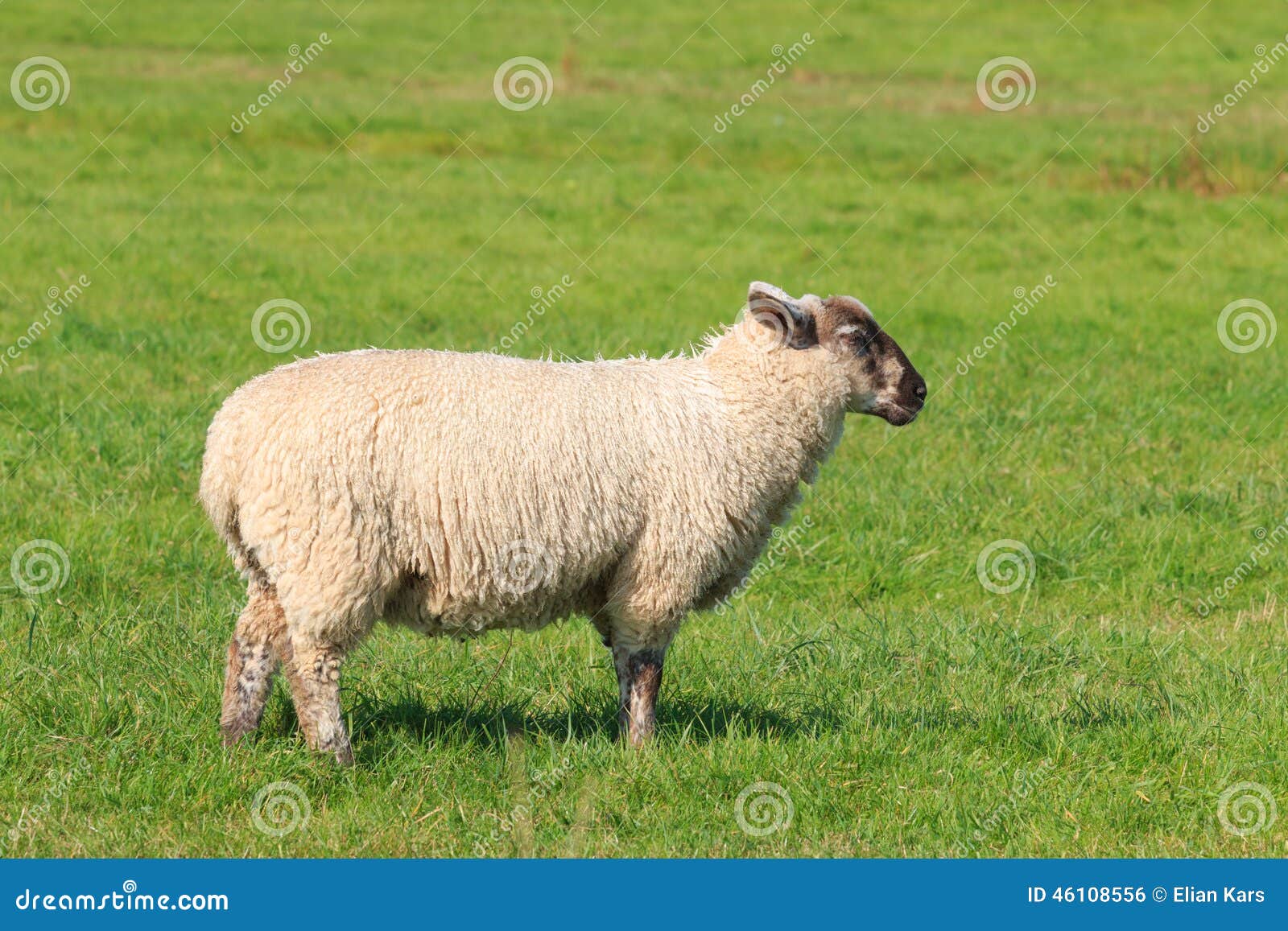 Woolly Sheep Standing in the Pasture Stock Photo - Image of cattle ...