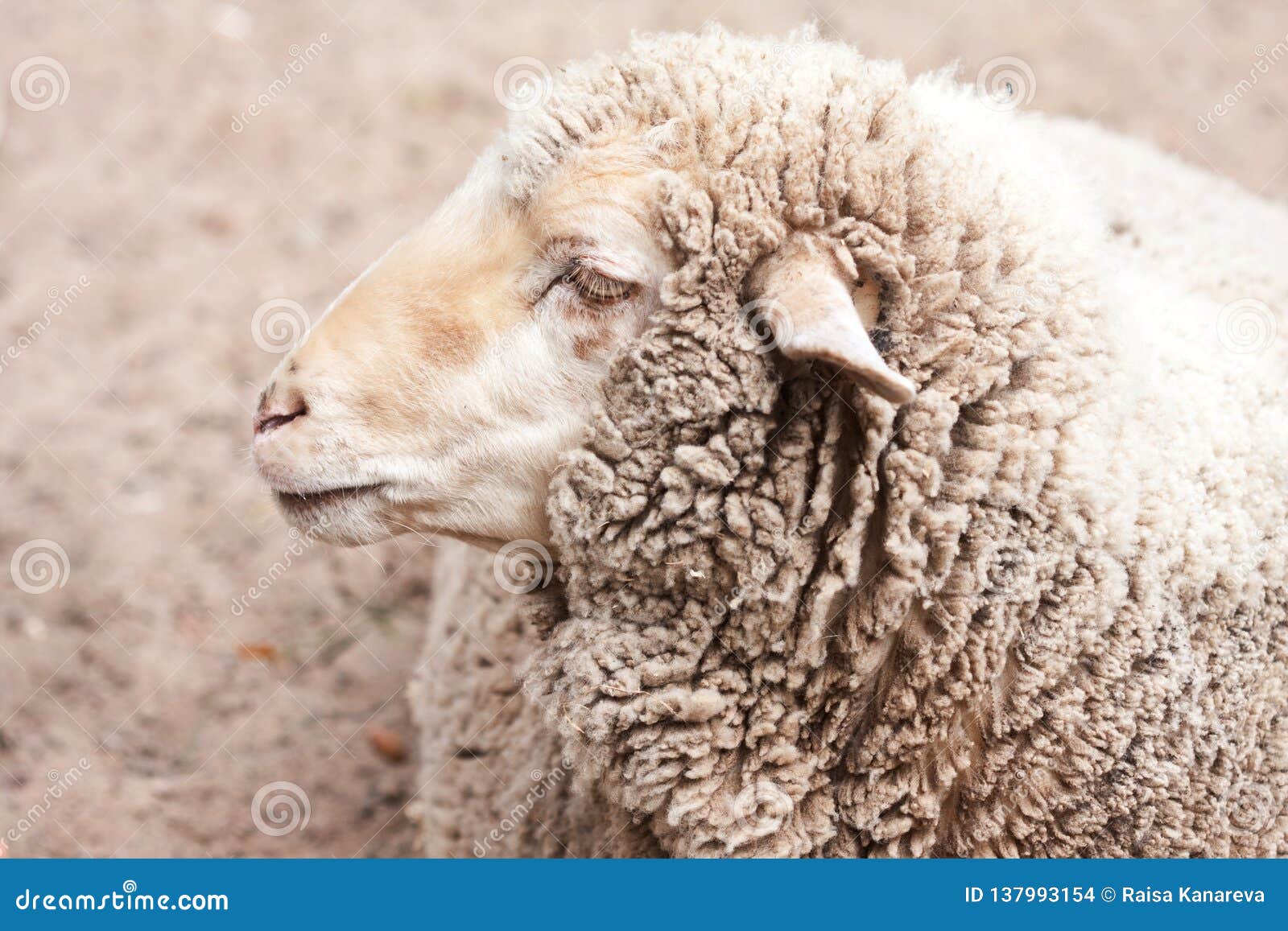 Woolly sheep in zoo stock photo. Image of wool, animal - 137993154