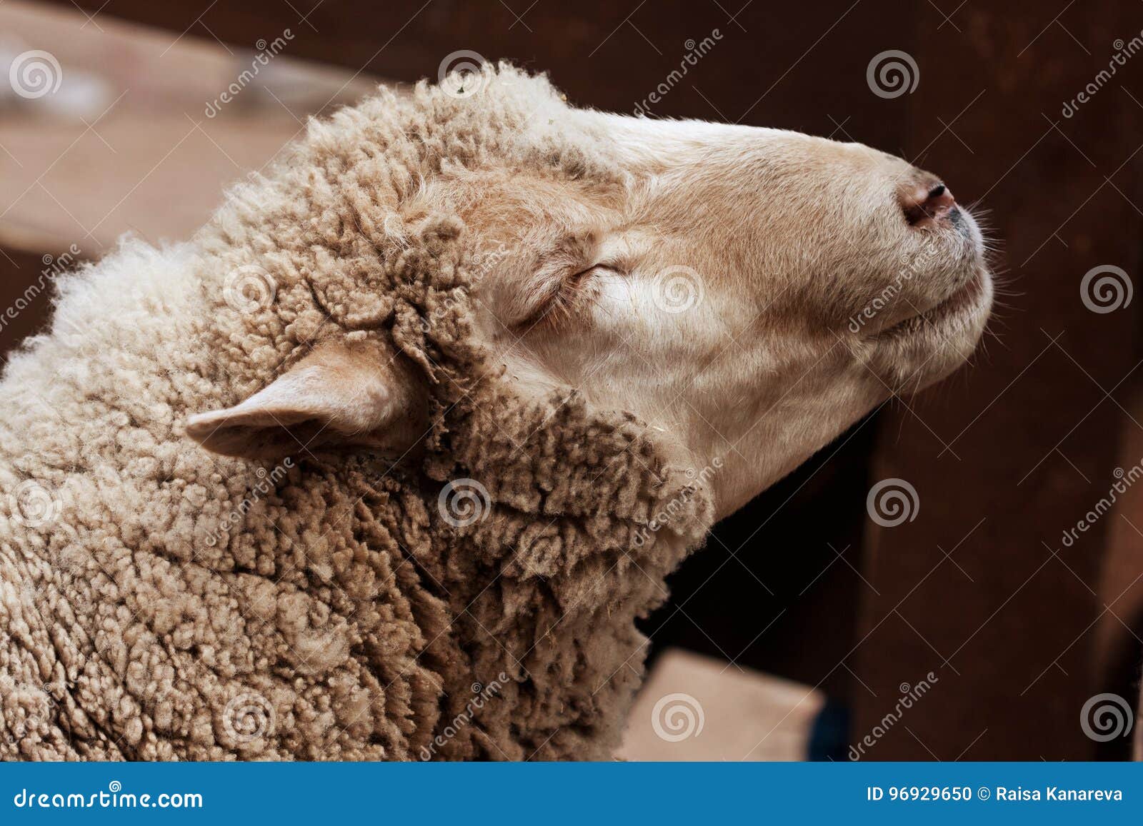 Woolly sheep in zoo stock photo. Image of summer, animal - 96929650