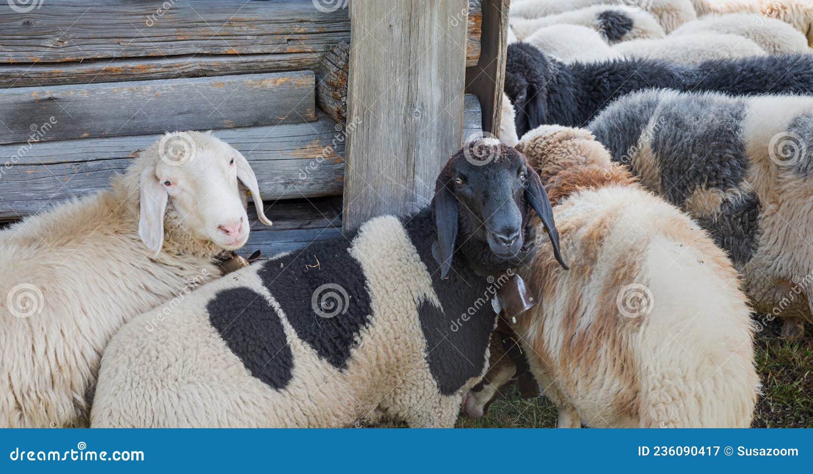 Woolly Sheeps beside a Wooden Sheepfold Stock Image - Image of together ...