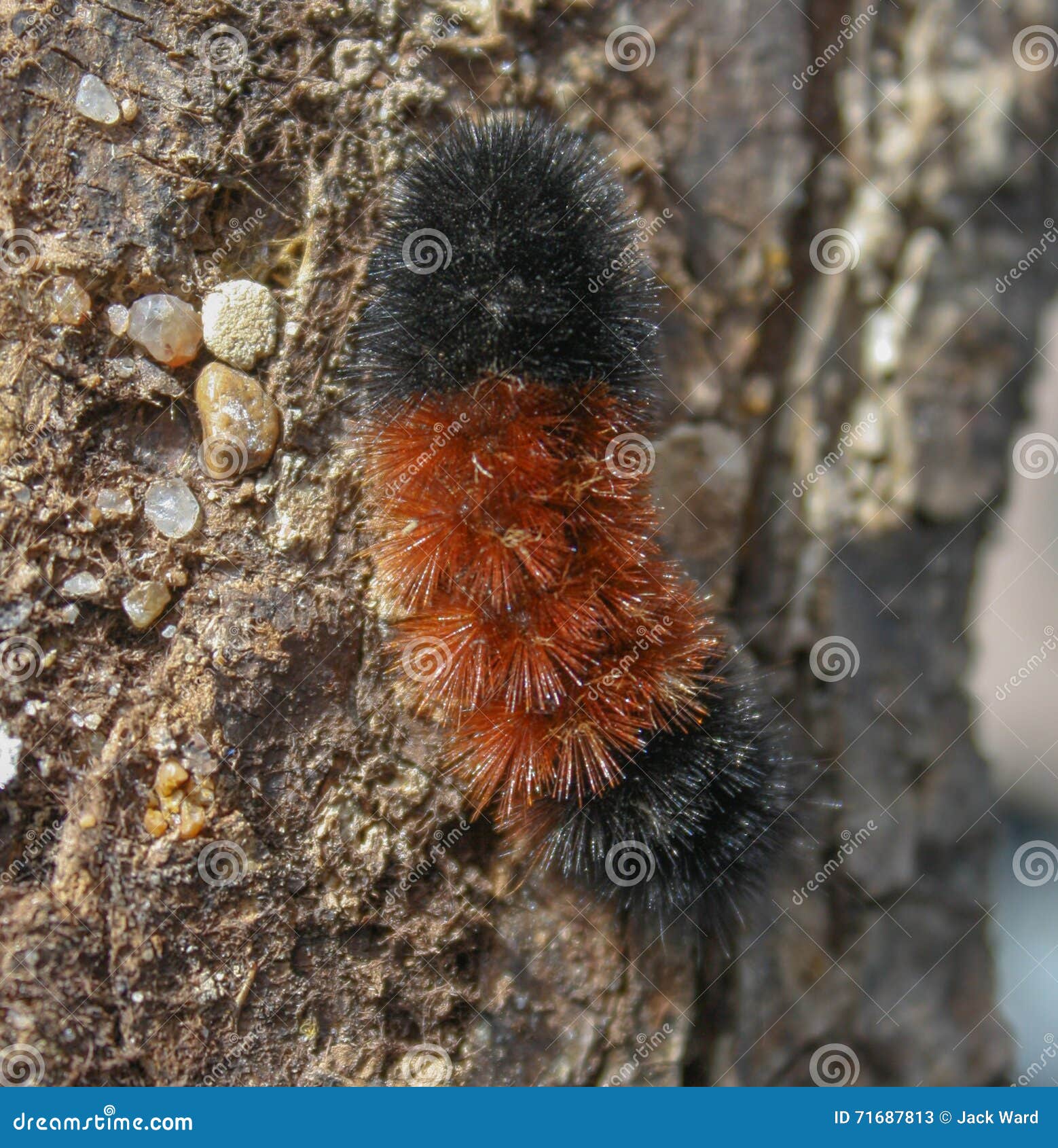 Woolly Worm stock image. Image of bark, nature, small - 71687813