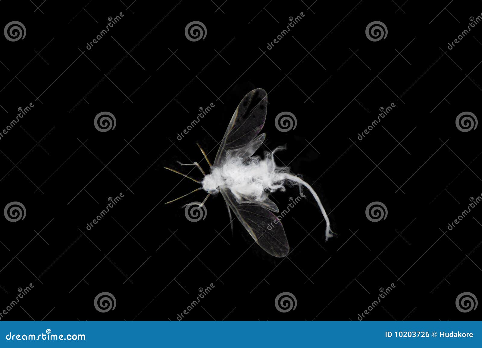 A Wooly Aphid stock photo. Image of aphid, pest, insect - 10203726