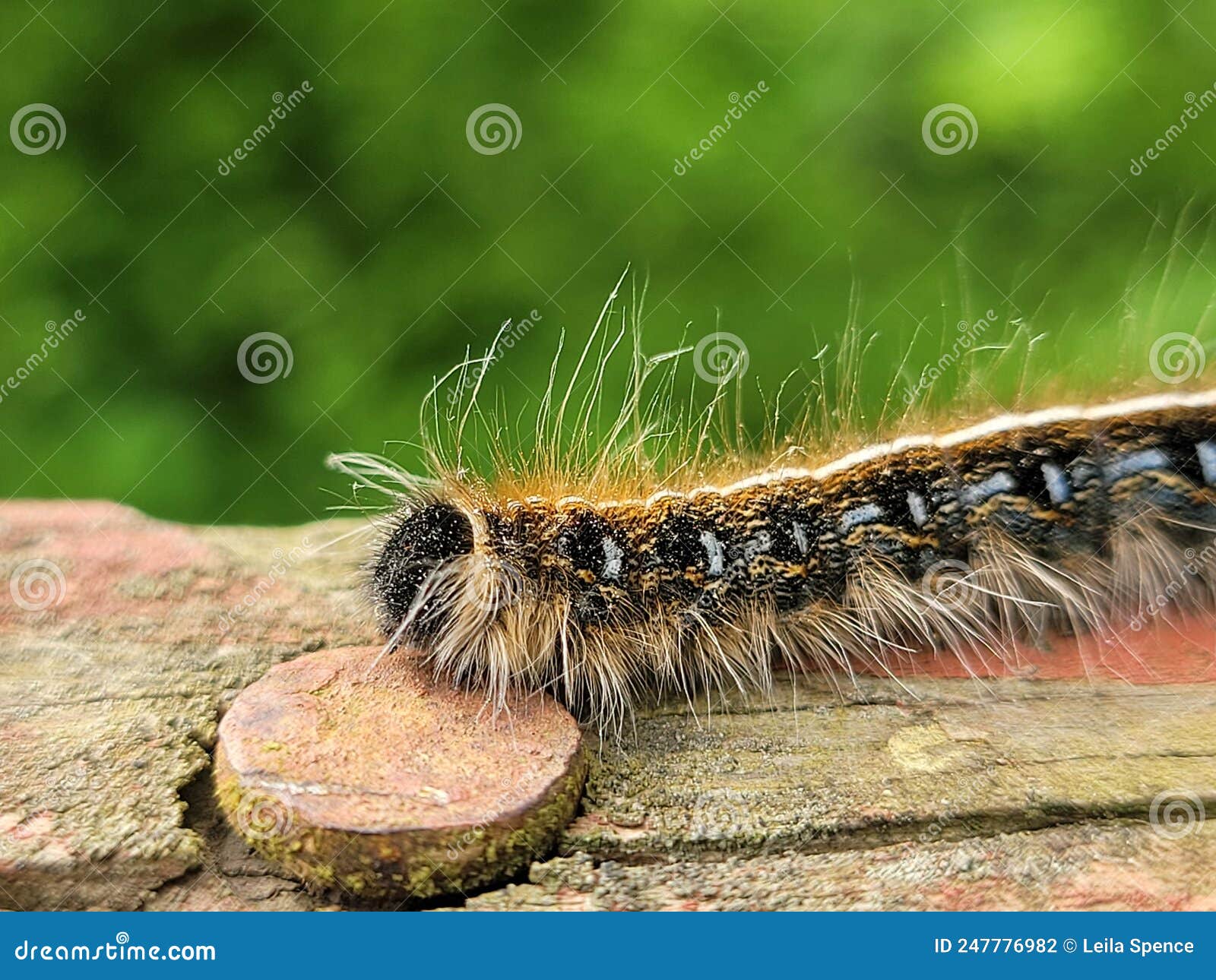 Wooly Caterpillar Says Hello Stock Photo - Image of wooly, leaf: 247776982