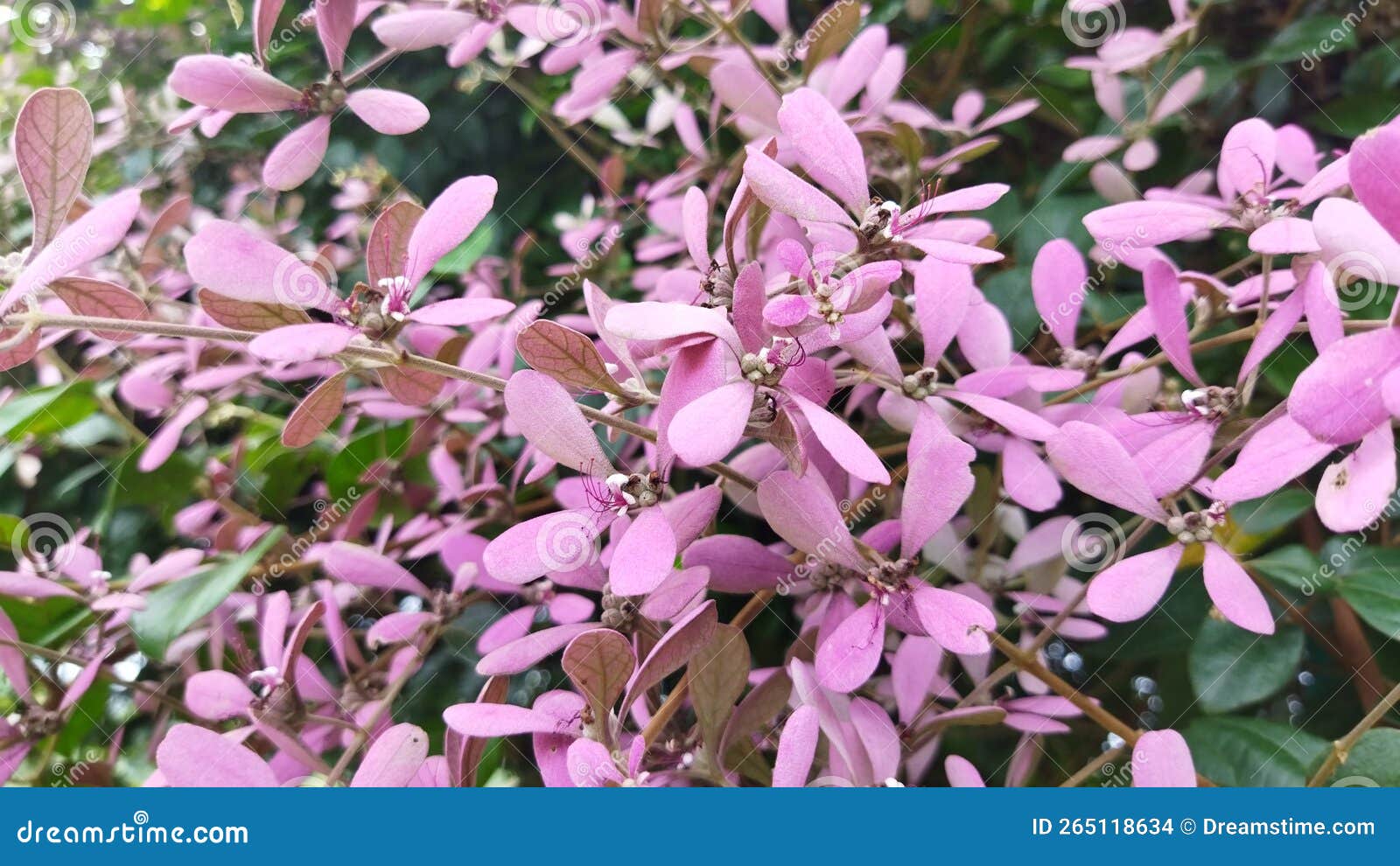 Wooly Congea Flowers stock photo. Image of showerorchid - 265118634