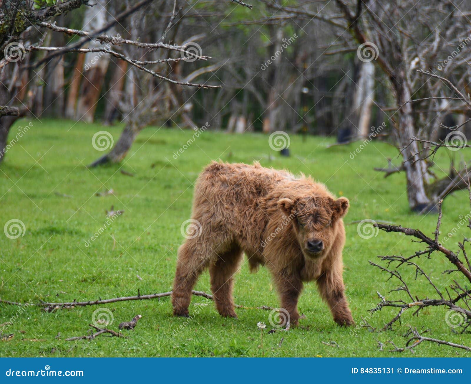 Wooly Cow stock image. Image of orchard, highlander, calf - 84835131