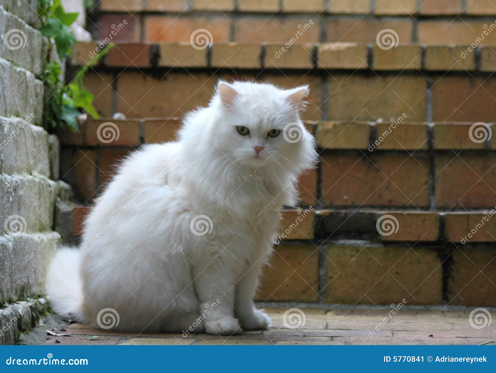 Wooly Feline stock image. Image of male, sunlight, garden - 5770841