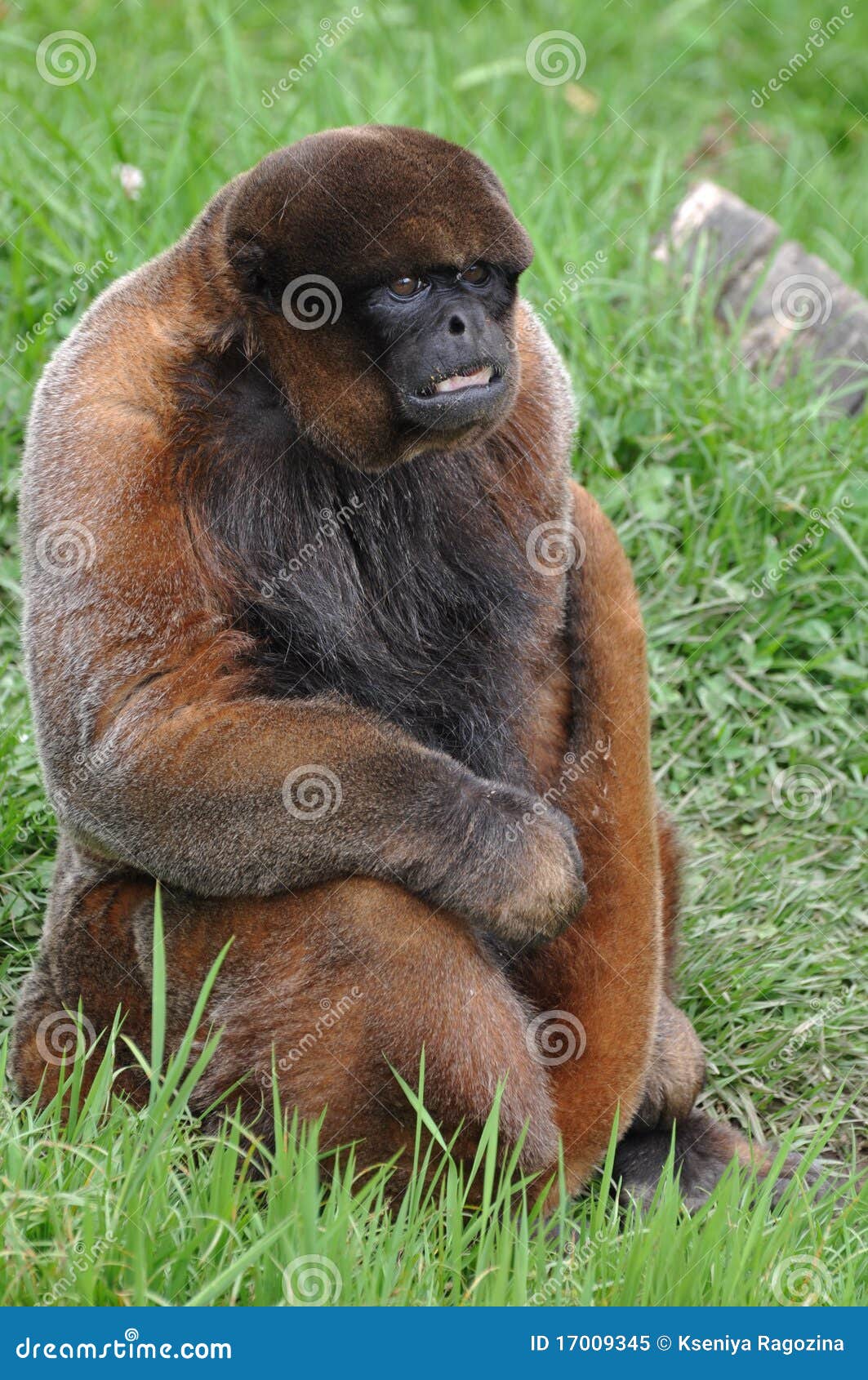 Wooly Monkey in the Amazonia Stock Image - Image of america, amazonia ...