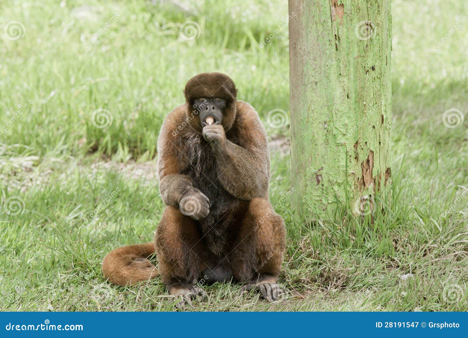Wooly Monkey Eating a Sucker Stock Image - Image of candy, monkey: 28191547