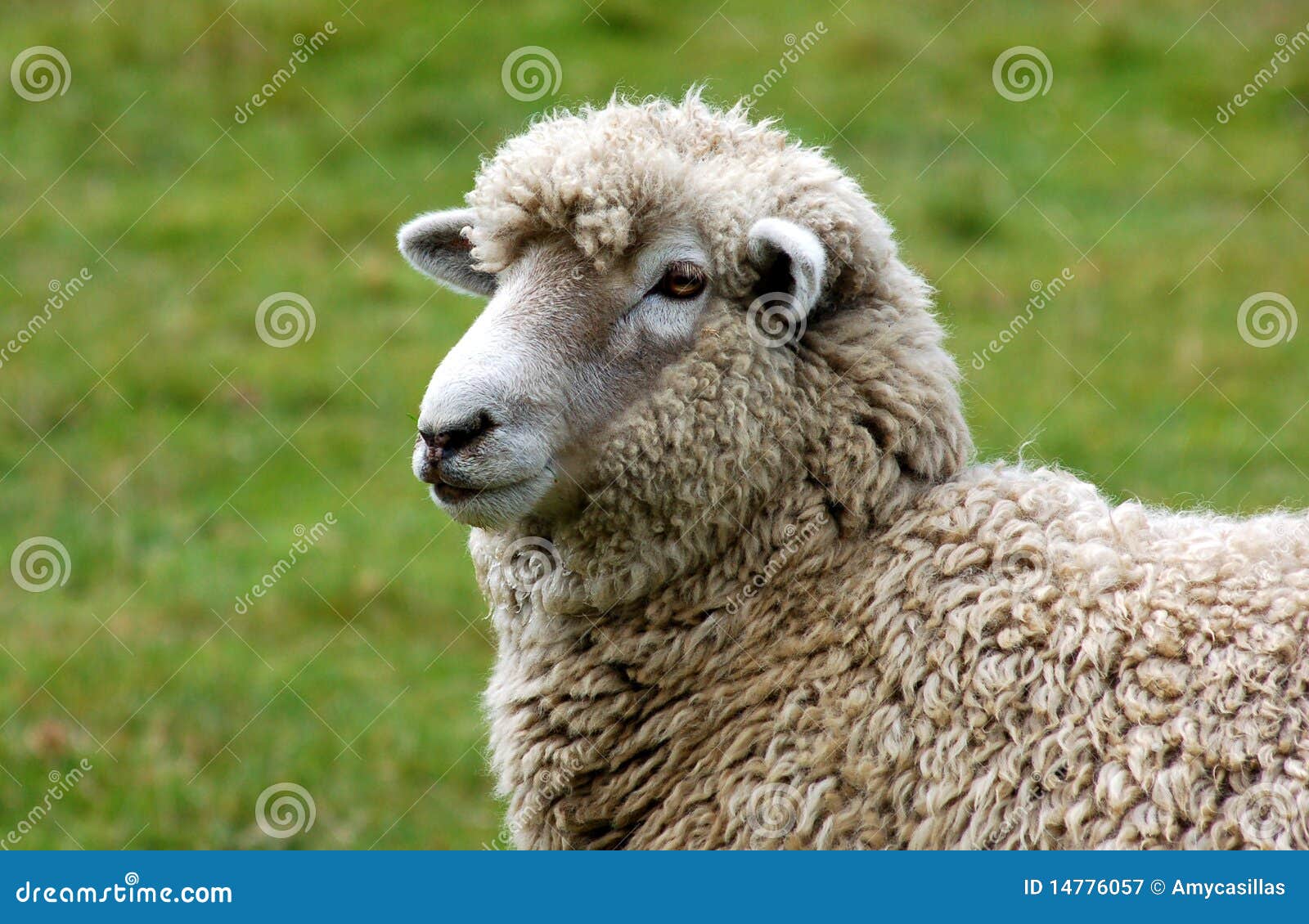 Wooly Sheep stock image. Image of zealand, lamb, wool - 14776057
