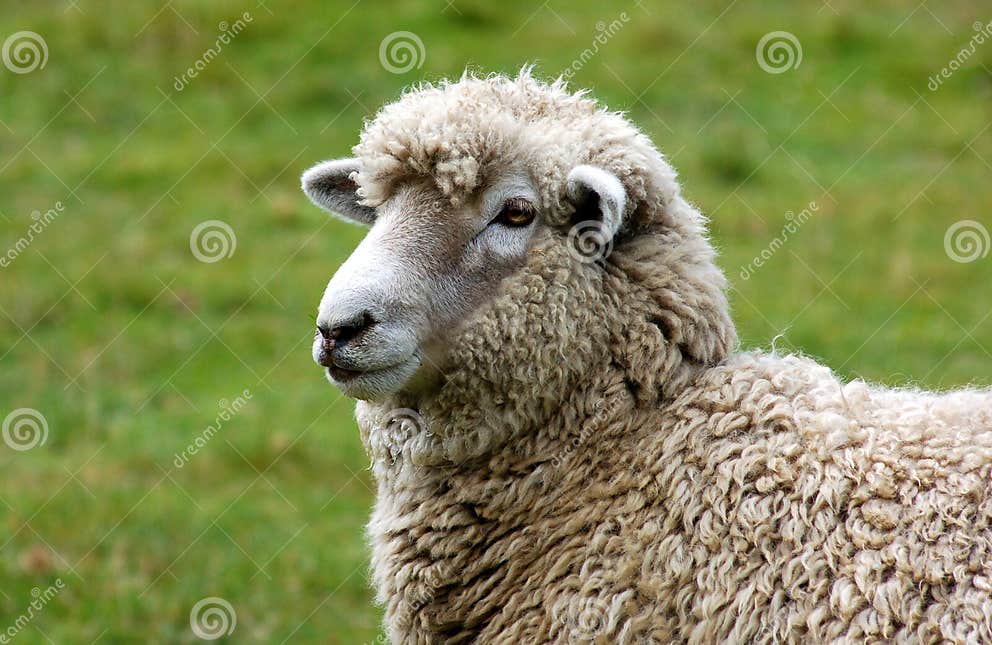 Wooly Sheep stock image. Image of zealand, lamb, wool - 14776057