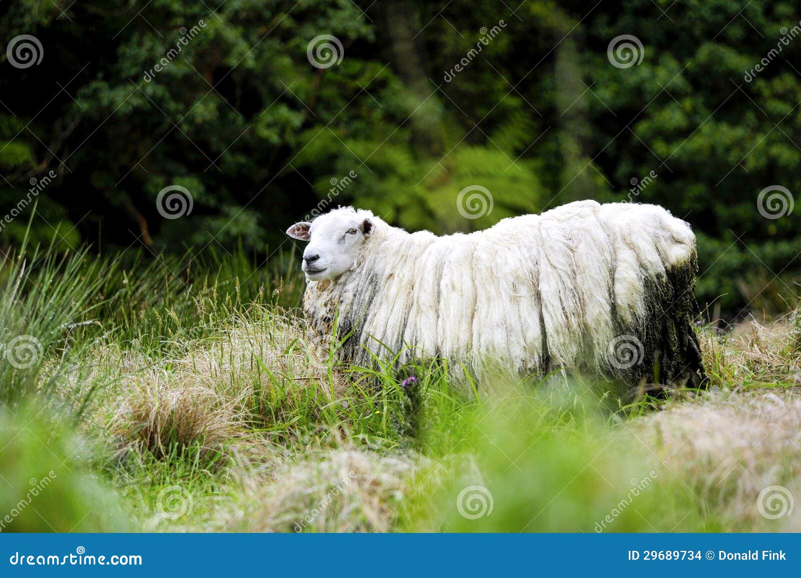 Wooly Sheep in New Zealand stock photo. Image of livestock - 29689734