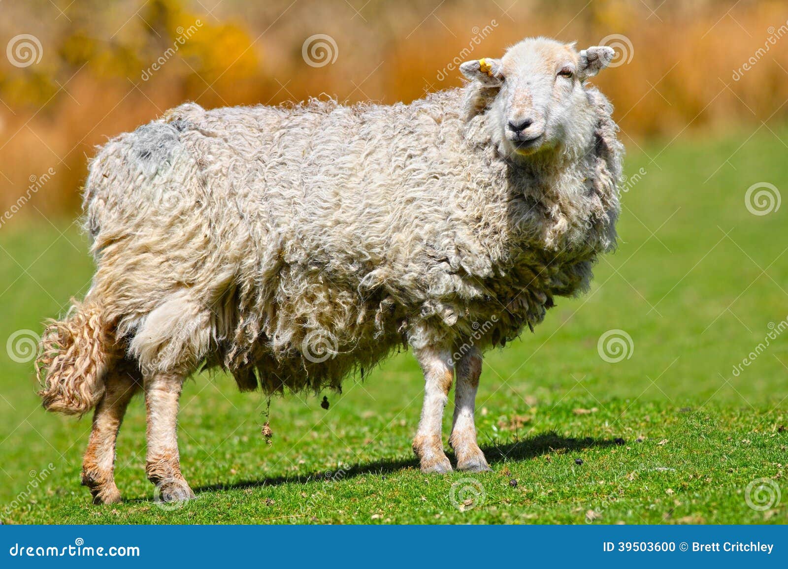 Wooly sheep stock photo. Image of hillside, copy, mountain - 39503600