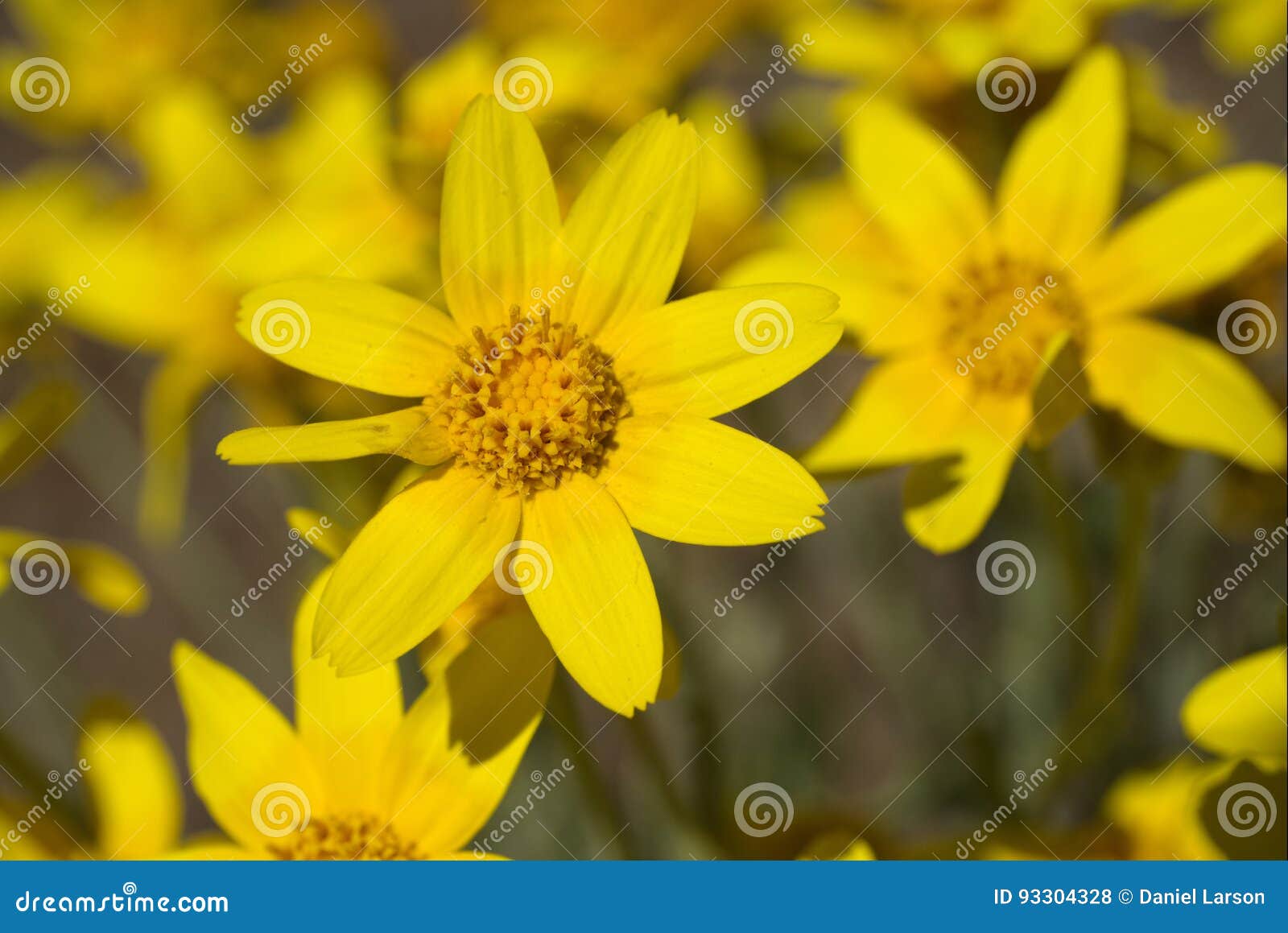 Wooly Sunflower stock photo. Image of wooly, river, flower - 93304328