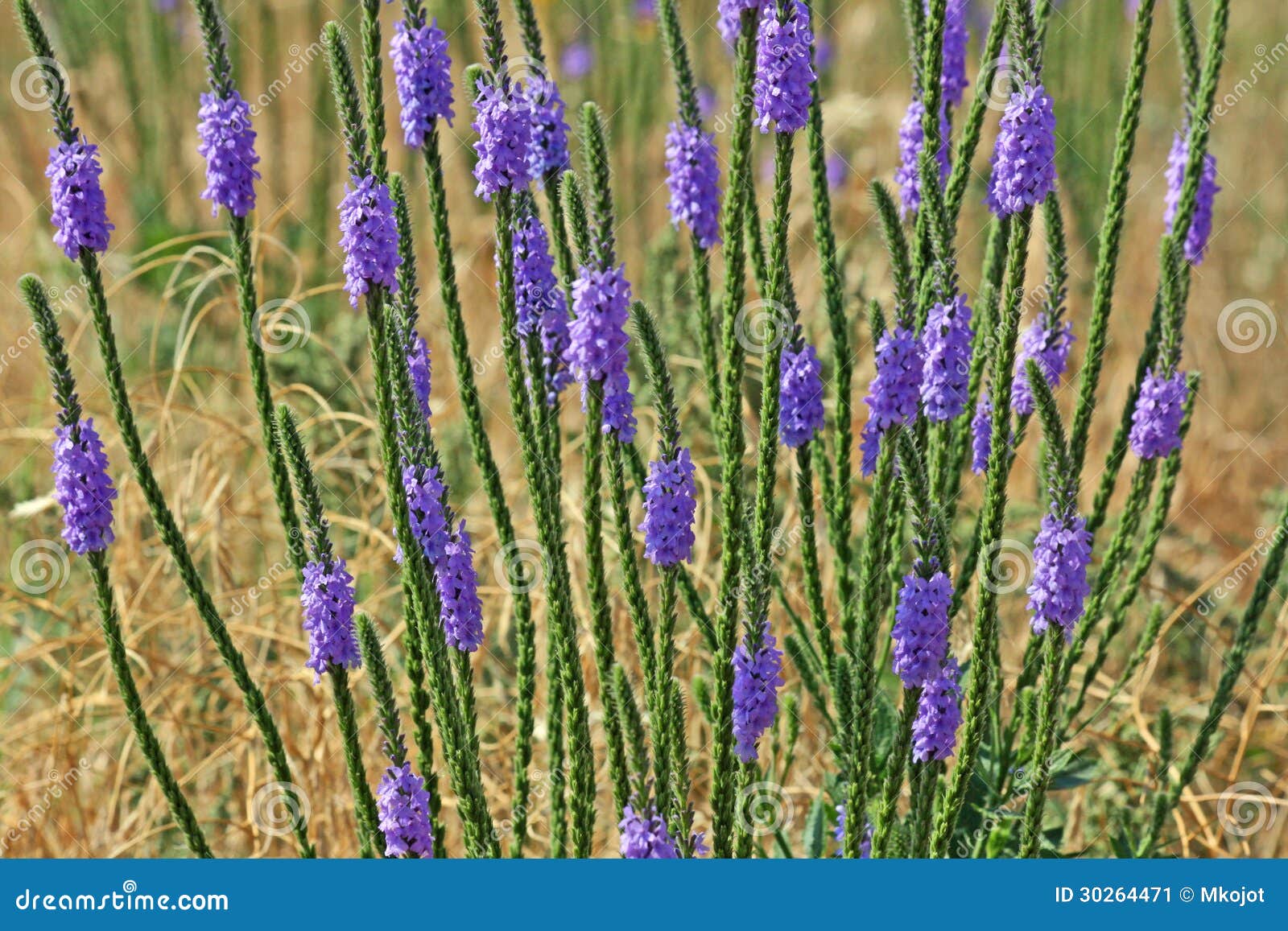 370 Wooly Flowers Stock Photos - Free & Royalty-Free Stock Photos from ...