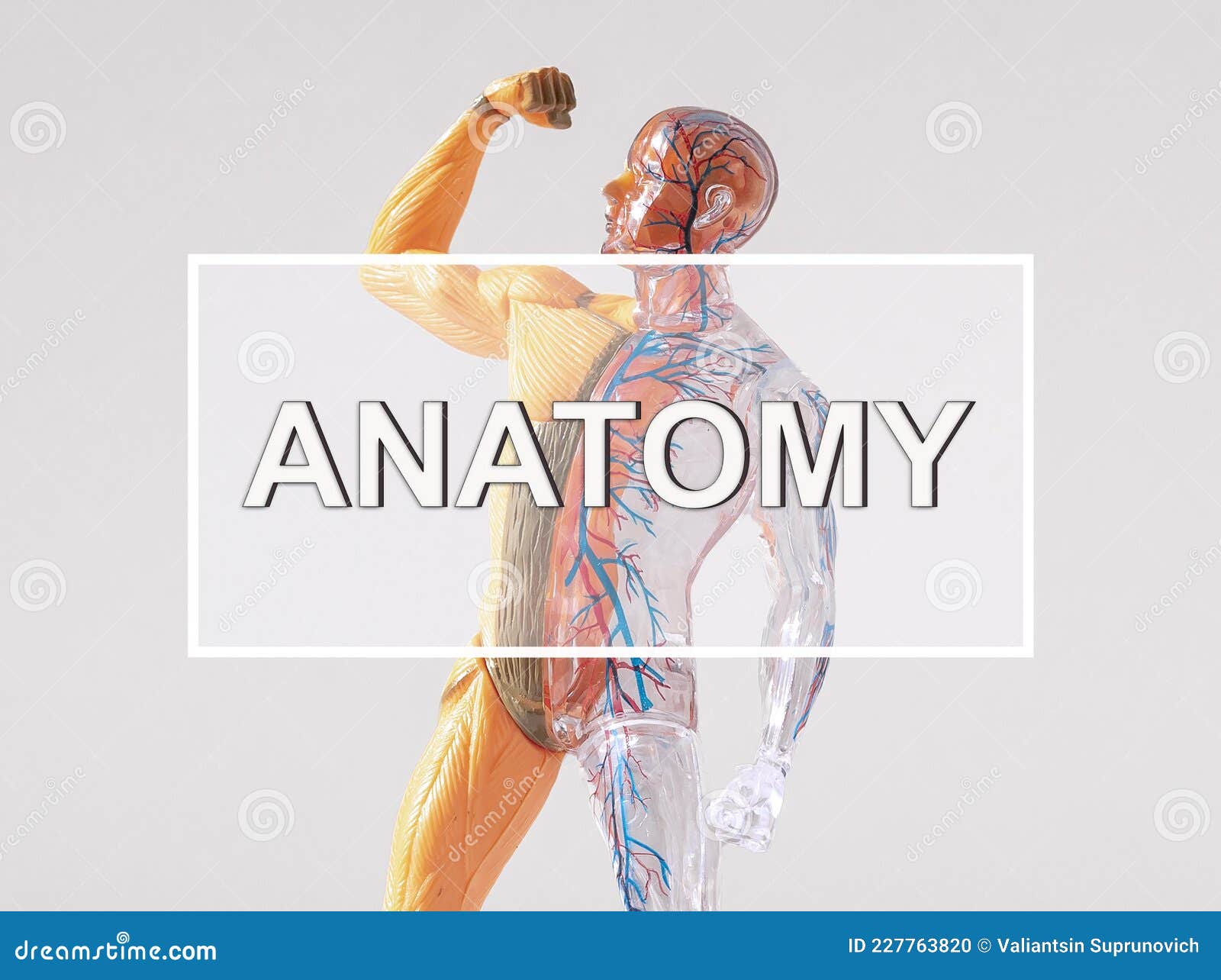 Word Anatomy Over 3d Human Body Model Stock Photo - Image of concept ...