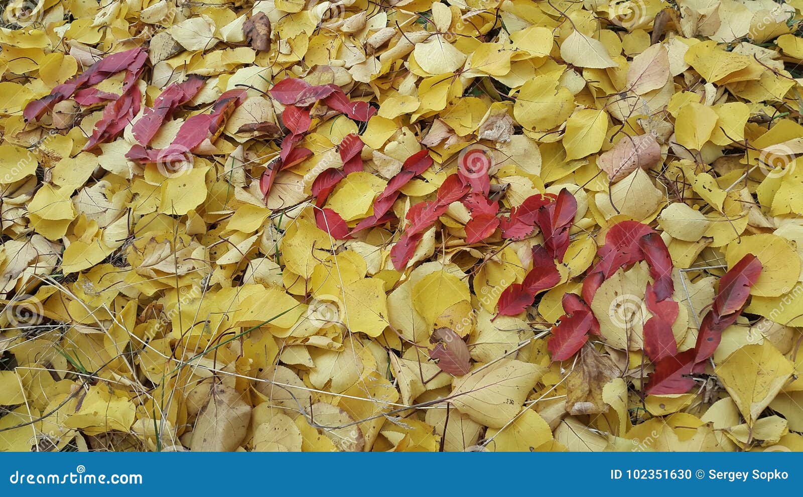 The Word Autumn Written in Red Leaves Stock Photo - Image of black ...