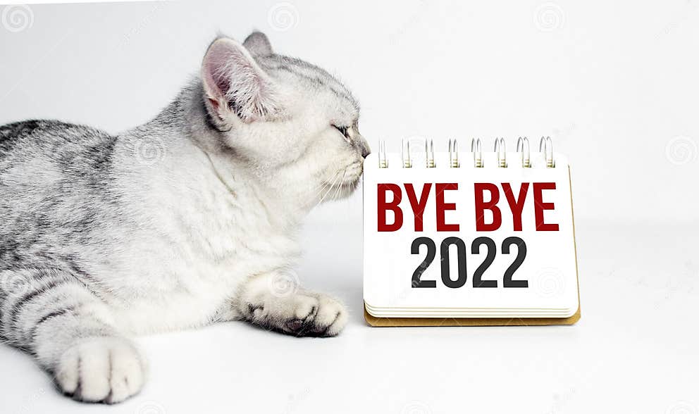 Word BYE BYE 2022 and Grey Cat with White Notebook Stock Photo - Image ...