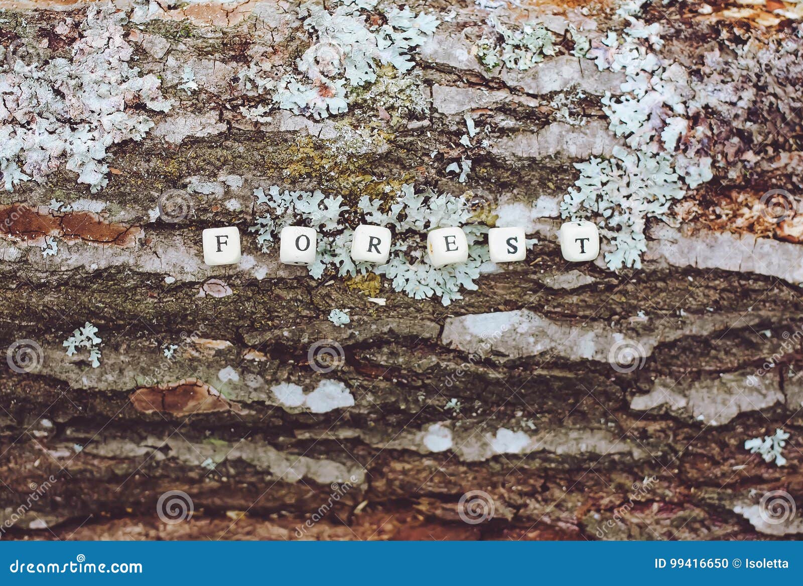 Word Forest of Wooden Alphabet Beads on a Tree Bark Surface in the ...