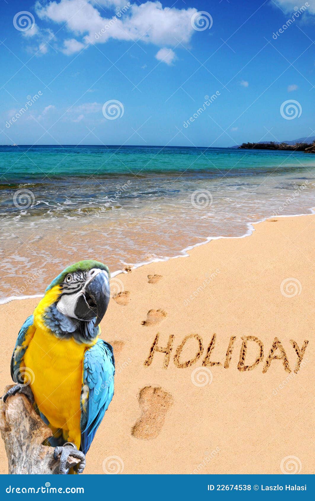 Word Holiday and Parrot on the Beach Stock Photo - Image of ocean ...