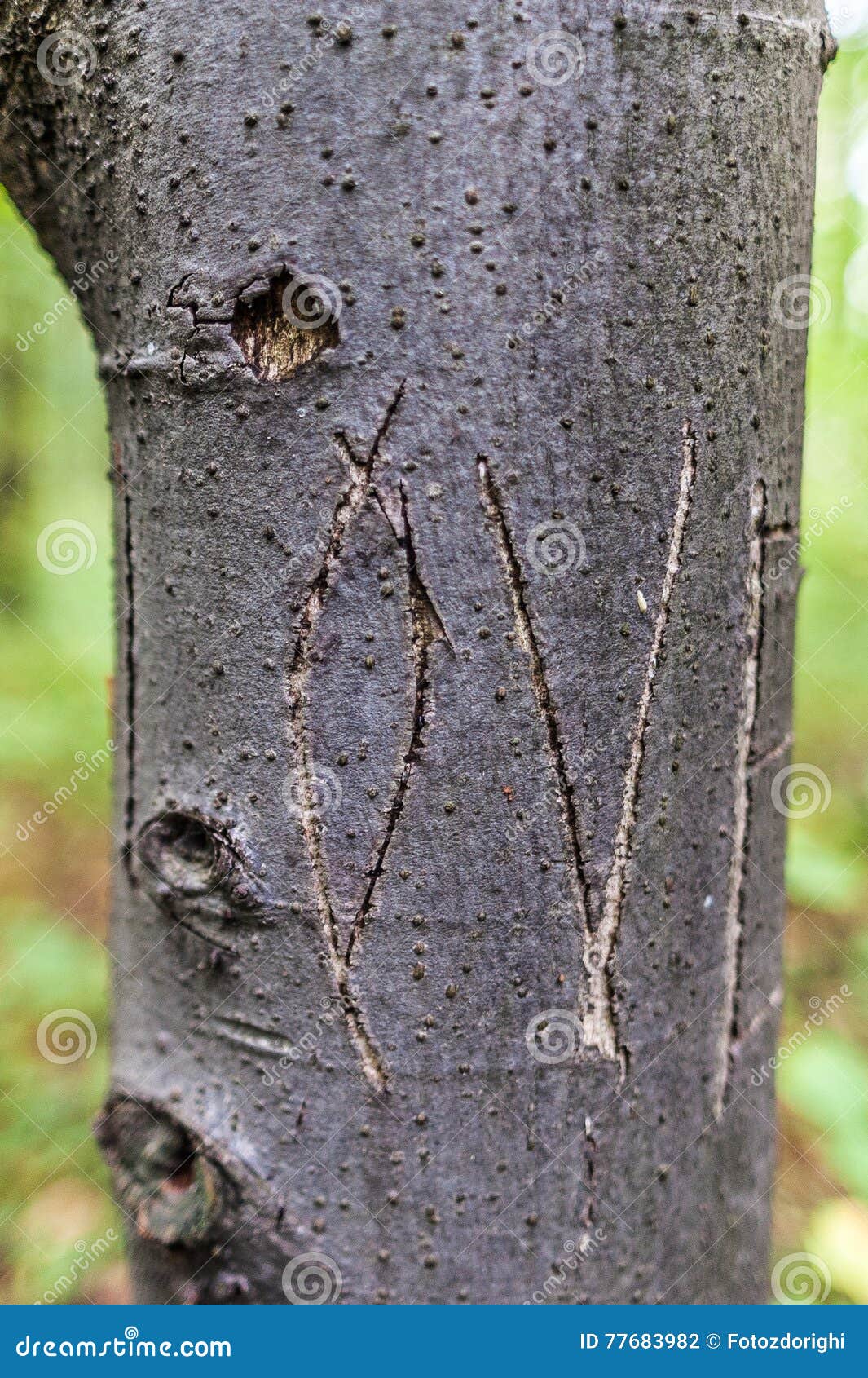 Word Love Inscribed on a Tree Stock Photo - Image of inscribed, love ...