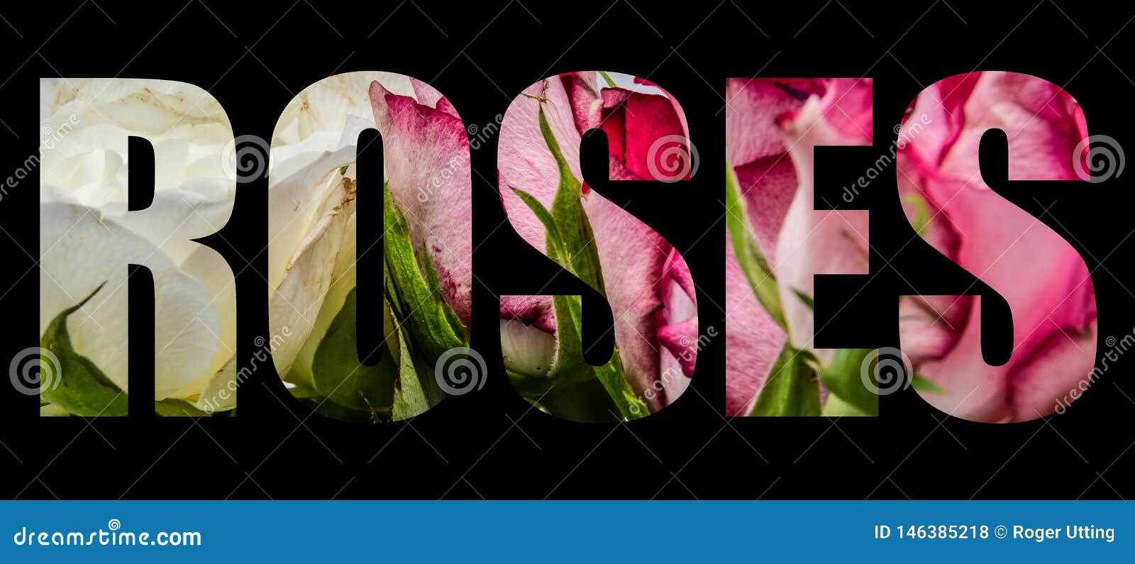 Word picture of Roses stock photo. Image of wildlife - 146385218